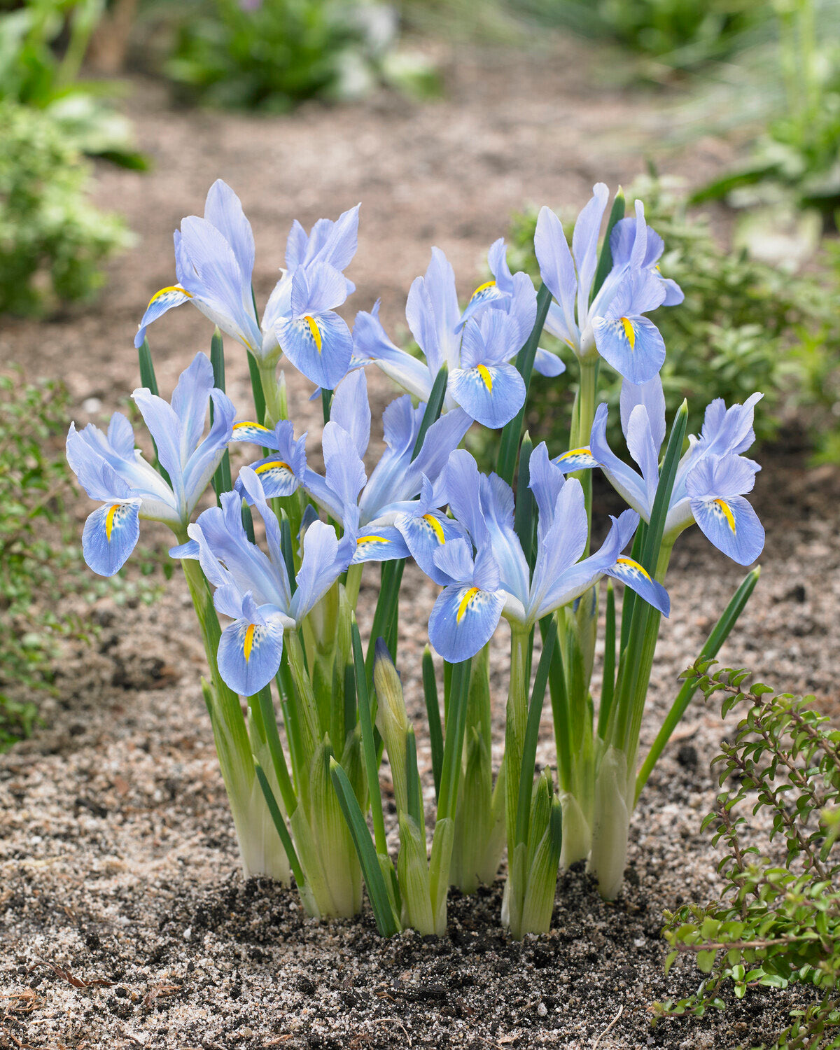 Iris reticulata 'Blue Planet' bulbs — Buy light blue dwarf irises online at Farmer Gracy UK