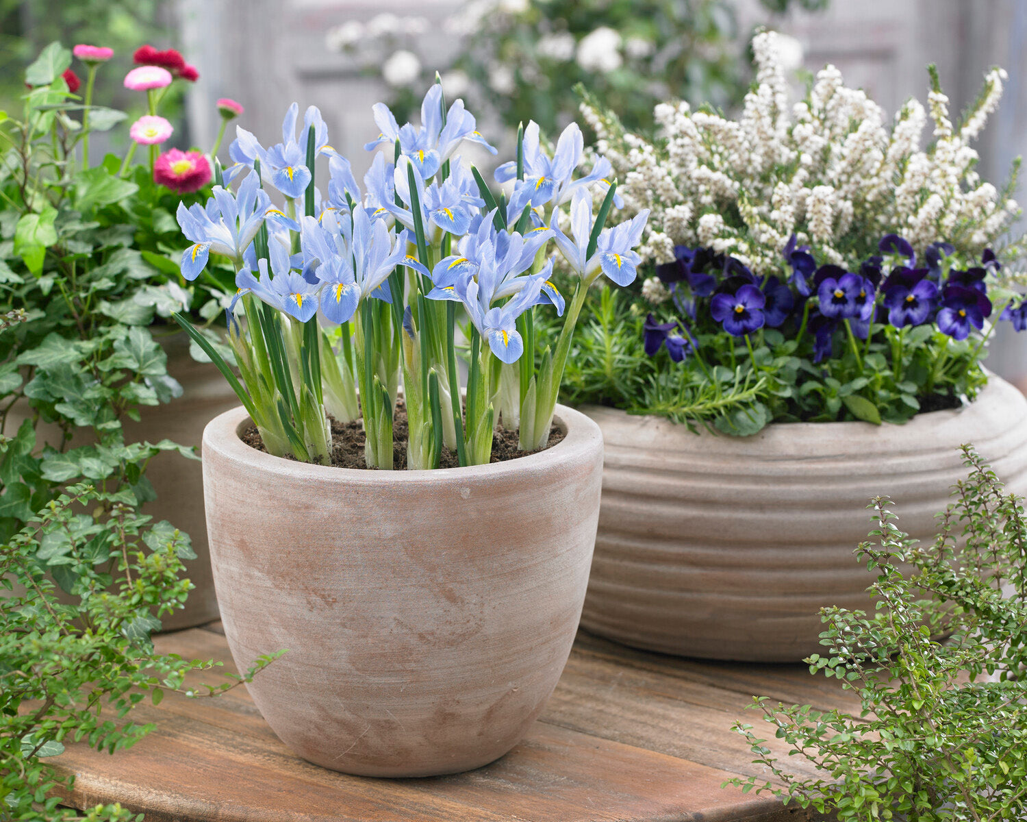 Iris reticulata 'Blue Planet' bulbs | Buy light blue dwarf irises ...