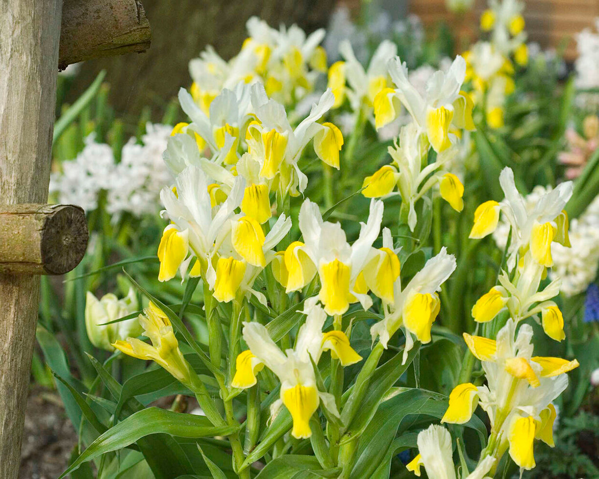 Iris bucharica (corn leaf iris) bulbs | Buy online at Farmer Gracy UK