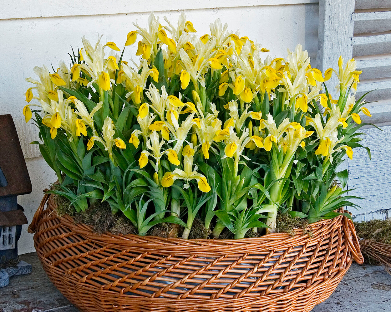 Iris bucharica (corn leaf iris) bulbs | Buy online at Farmer Gracy UK