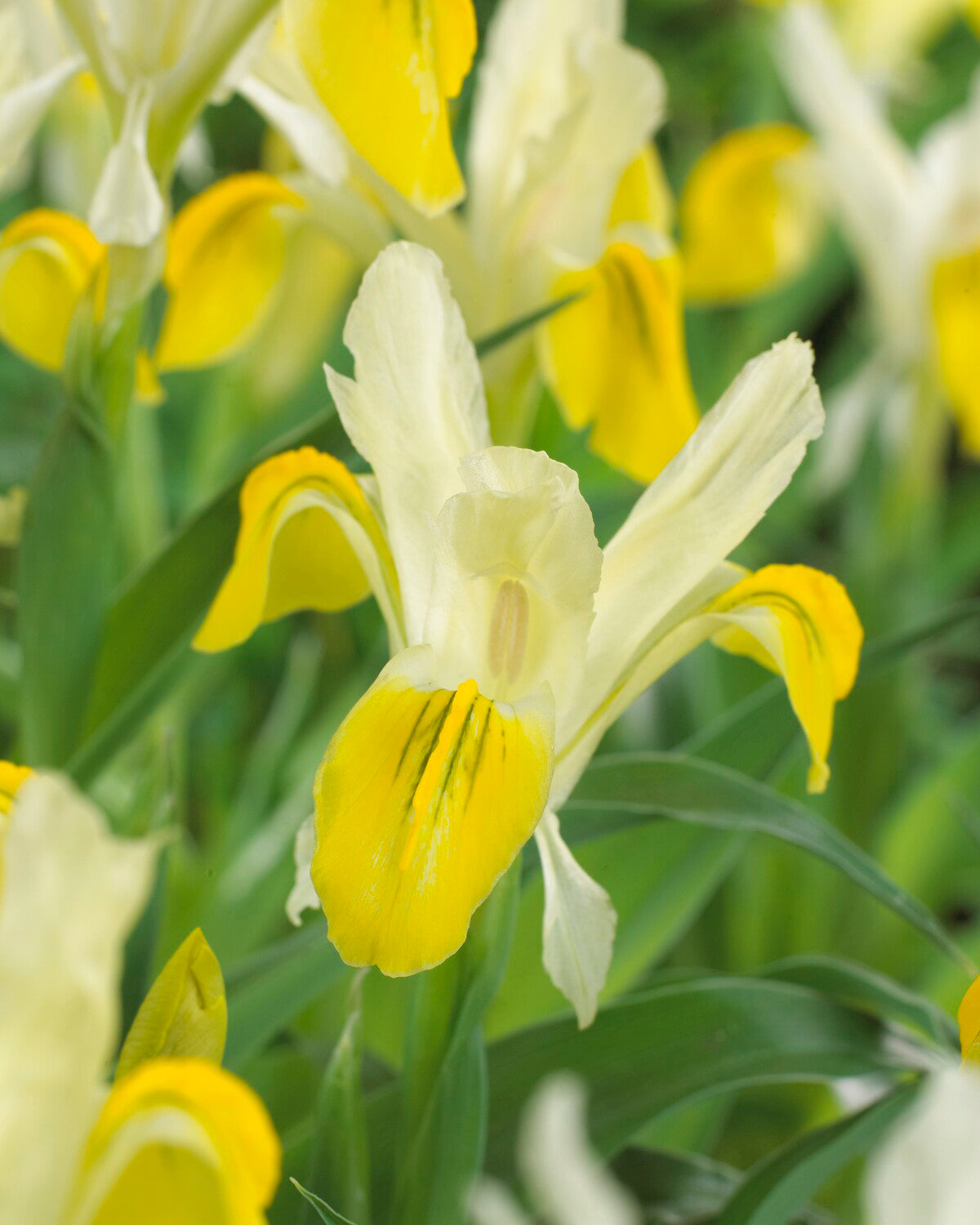 Iris bucharica (corn leaf iris) bulbs | Buy online at Farmer Gracy UK