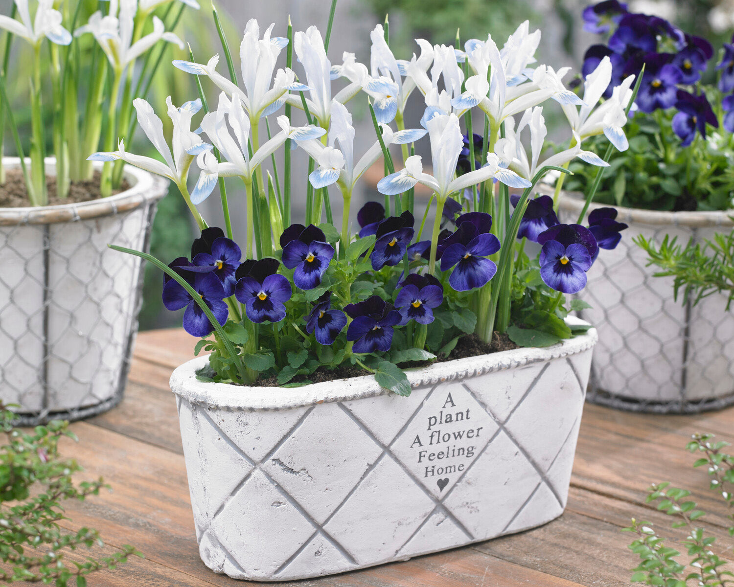 Iris reticulata 'Frozen Planet' bulbs | Buy white-blue dwarf irises ...