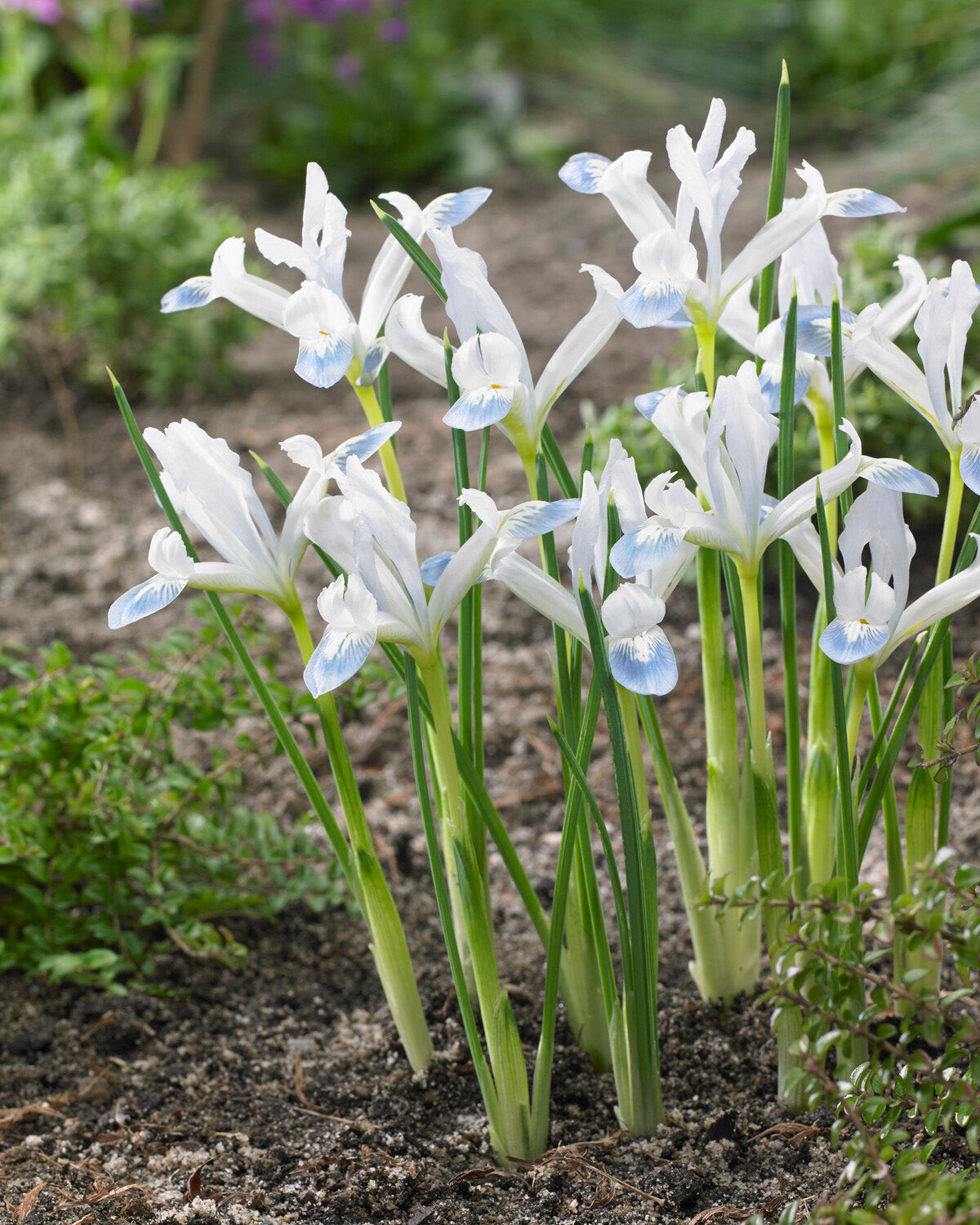 Iris reticulata 'Frozen Planet' bulbs | Buy white-blue dwarf irises ...
