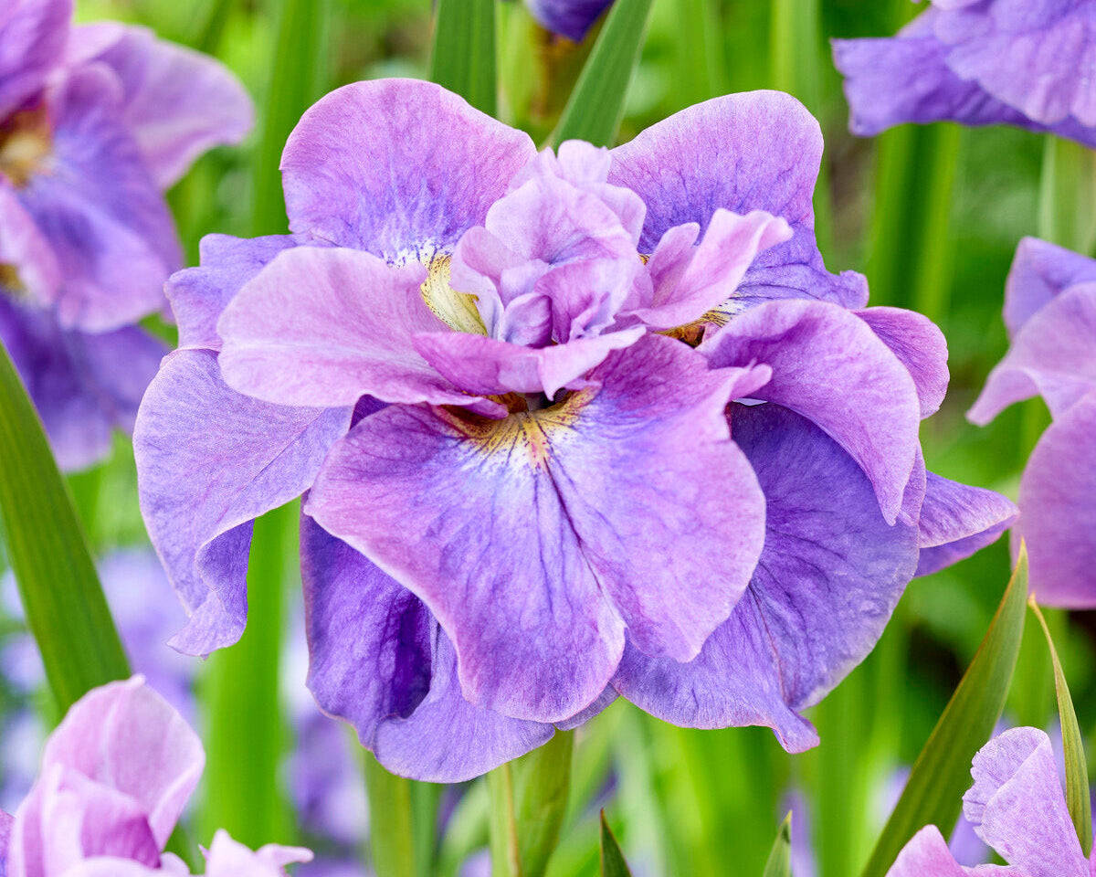 Iris sibirica 'Having Fun' bare roots — Buy violet pink Siberian iris ...