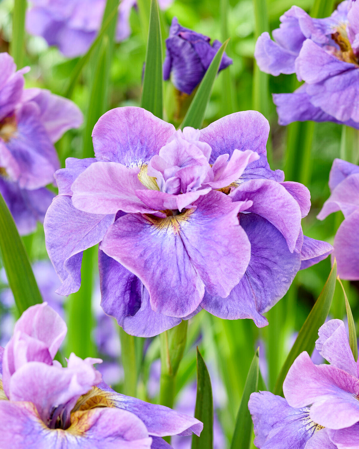 Iris sibirica 'Having Fun' bare roots — Buy violet pink Siberian iris ...