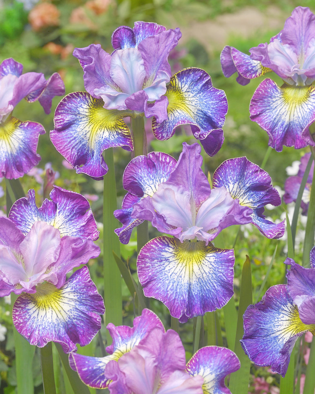 Iris sibirica 'How Audacious' bare roots — Buy ultraviolet Siberian ...