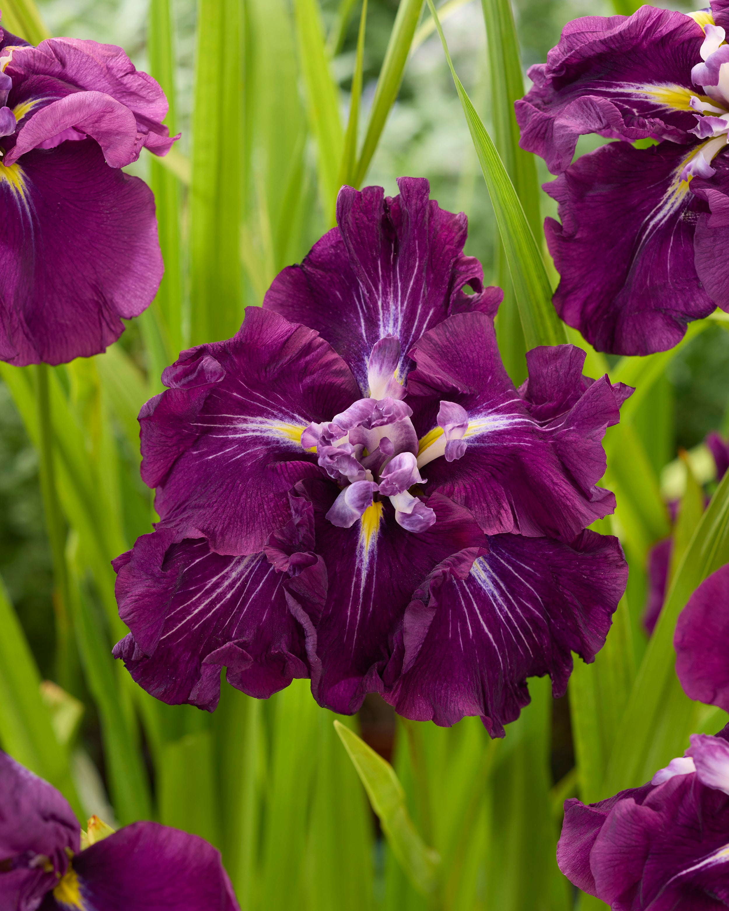 Iris ensata 'Imperial Burgundy' bare roots — Buy Japanese water iris online at Farmer Gracy UK