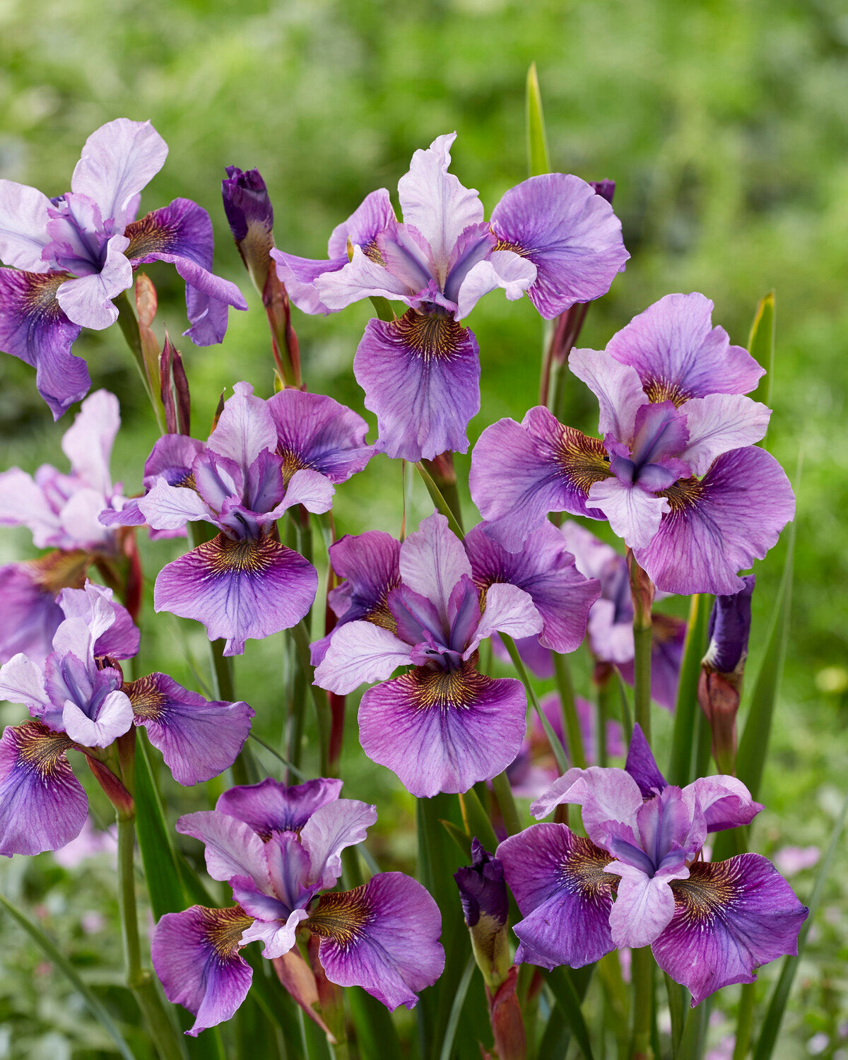 Iris sibirica 'Light of Heart' bare roots — Buy violet purple Siberian ...