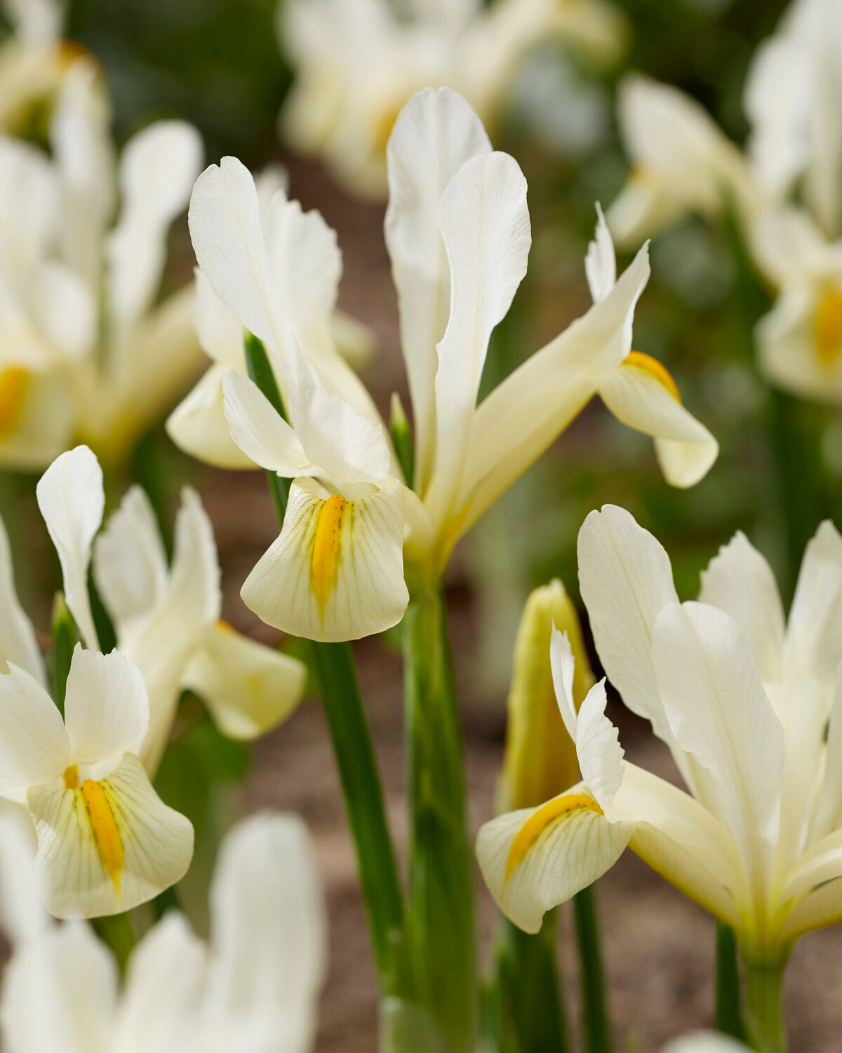 Iris reticulata 'Louise bulbs | Buy white dwarf irises online at Farmer ...