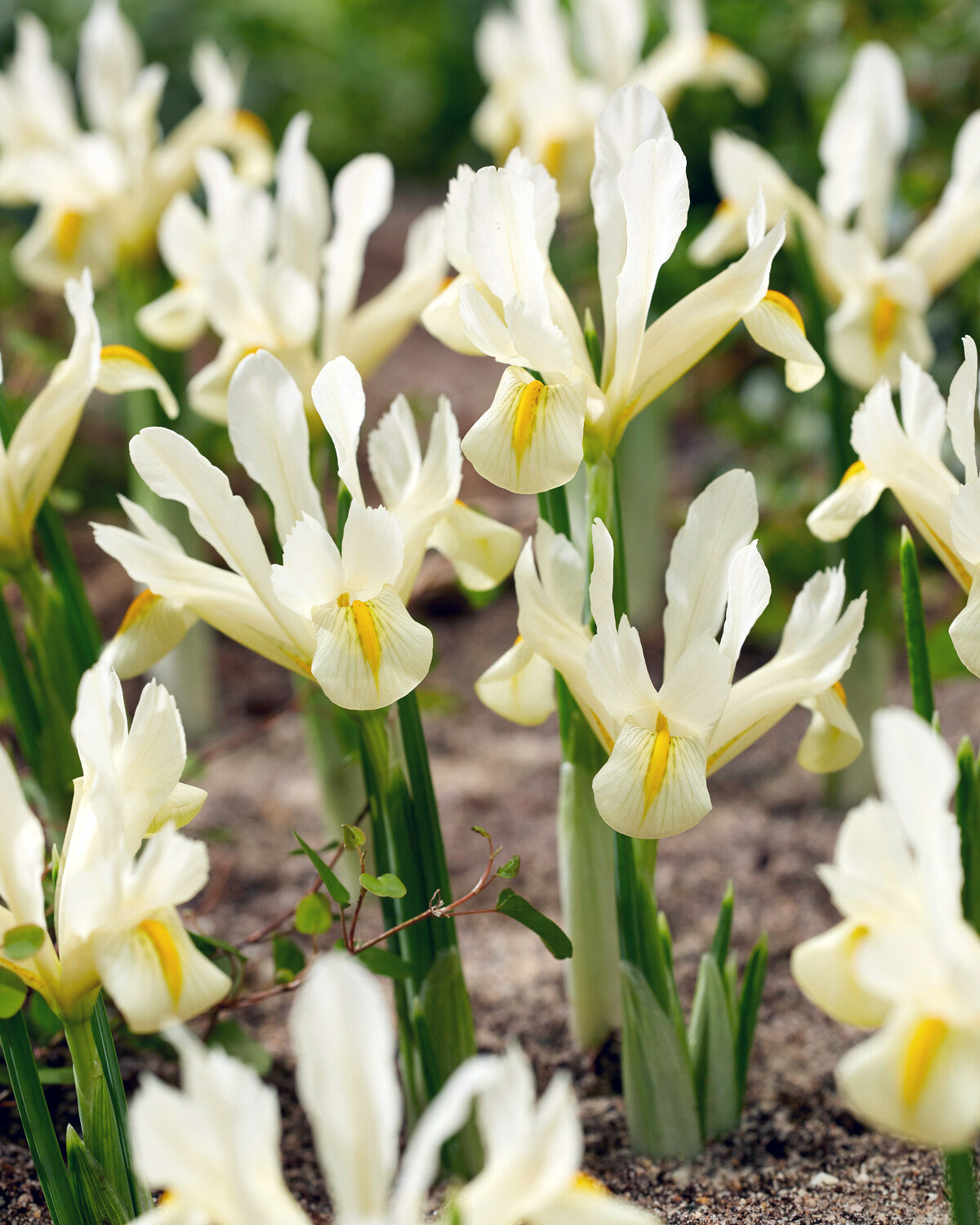 Iris reticulata 'Louise bulbs | Buy white dwarf irises online at Farmer ...