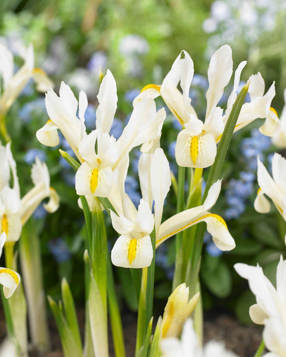Iris reticulata 'Louise bulbs | Buy white dwarf irises online at Farmer ...