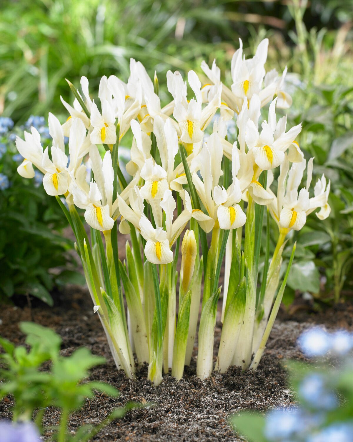 Iris reticulata 'Louise bulbs — Buy white dwarf irises online at Farmer ...