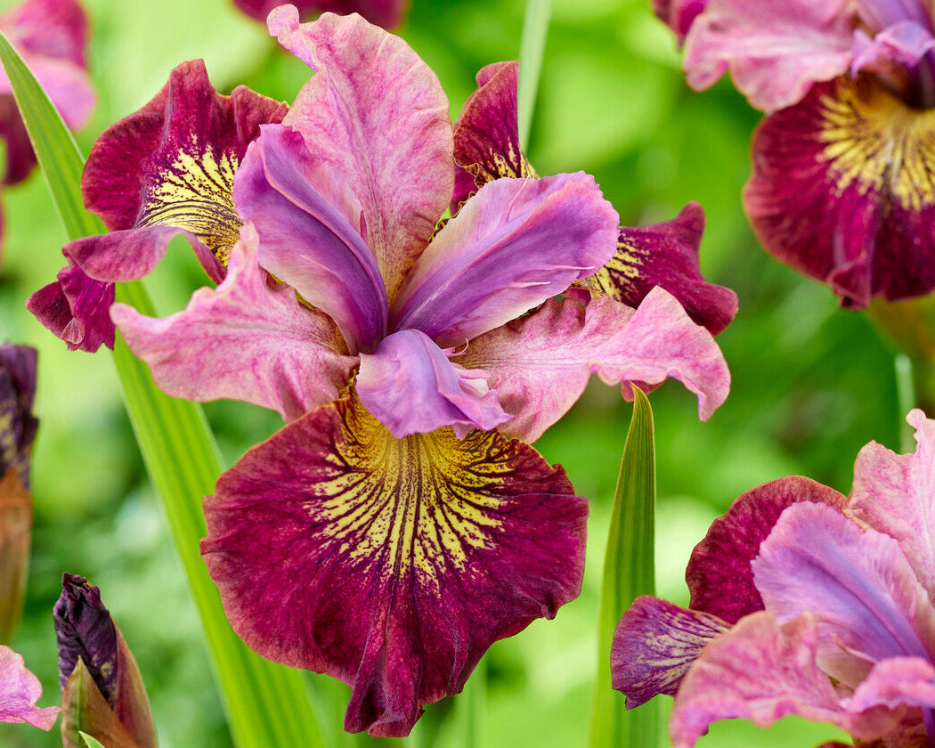 Iris sibirica 'Miss Apple' bare roots — Buy Siberian iris online at ...