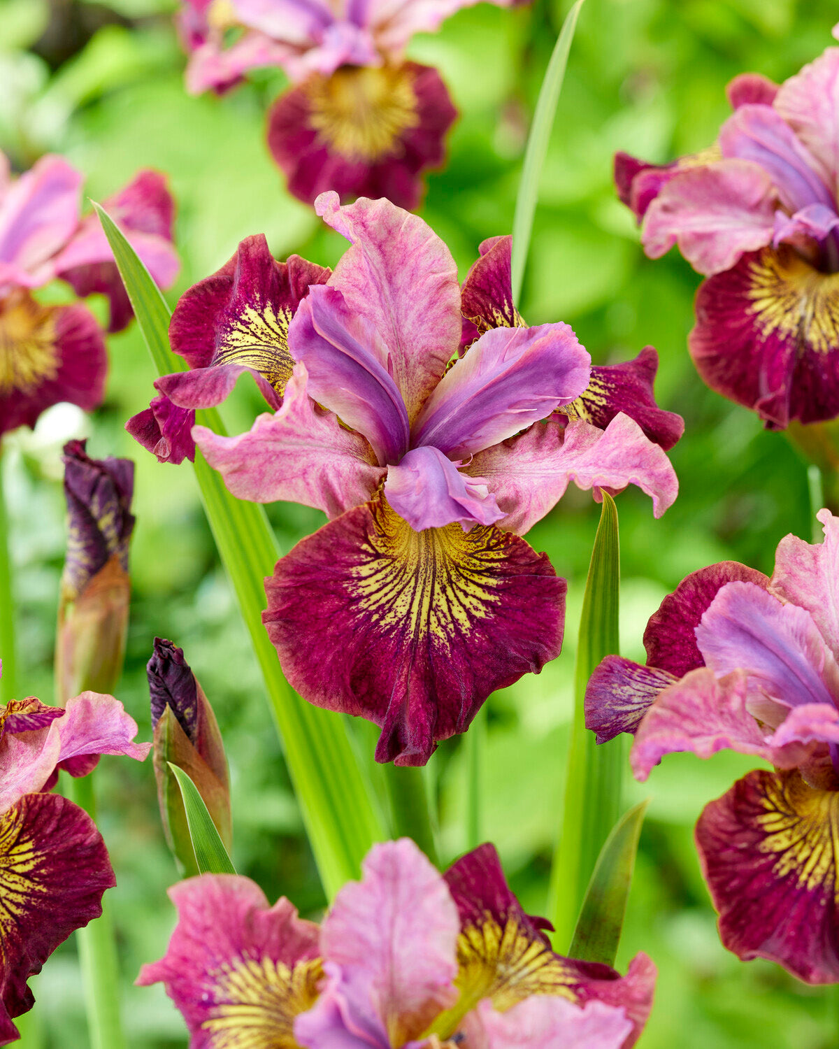 Iris sibirica 'Miss Apple' bare roots | Buy Siberian iris online at ...