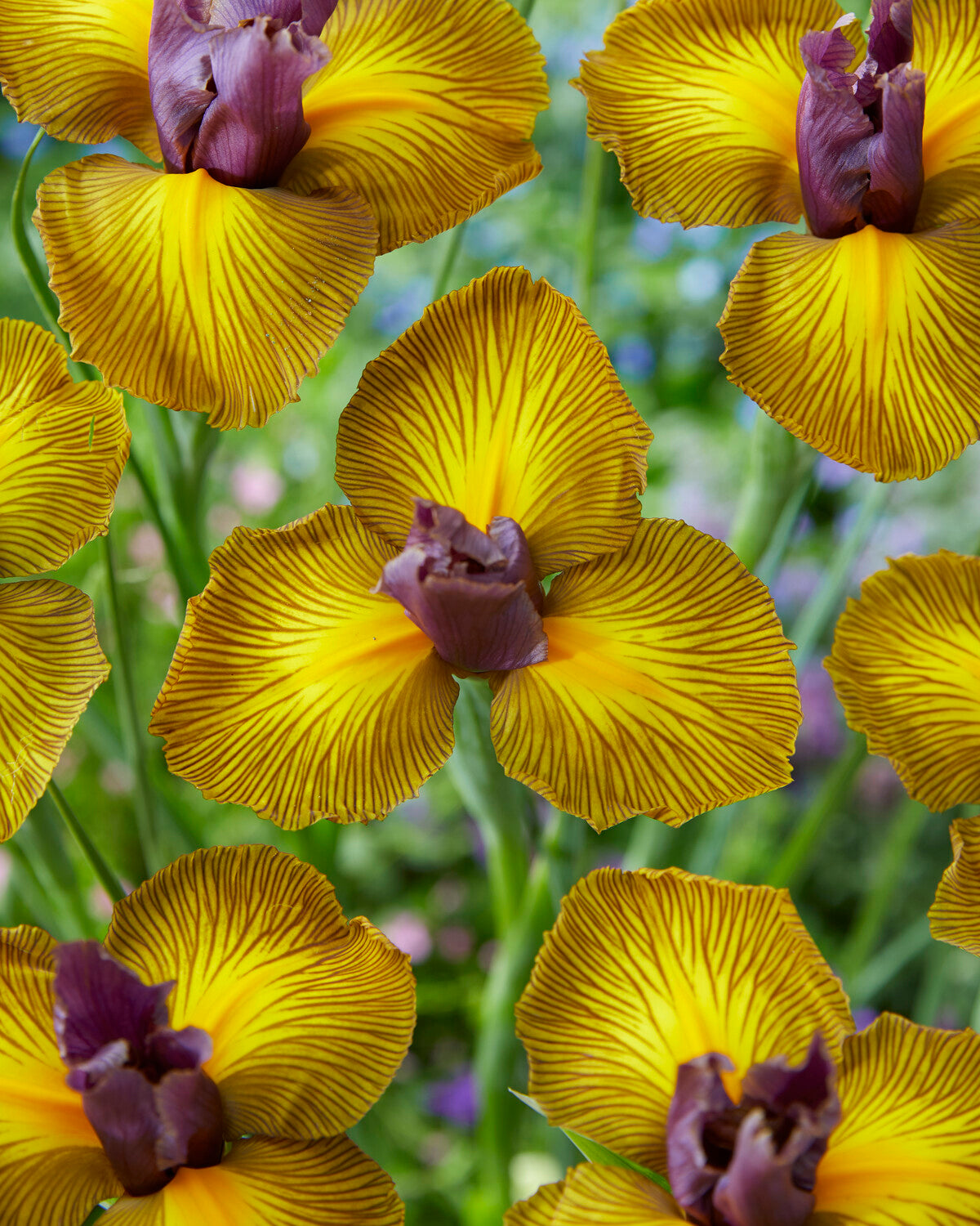 Dutch Iris 'Picasso' Bulbs | Buy violet|mauve irises online at Farmer ...