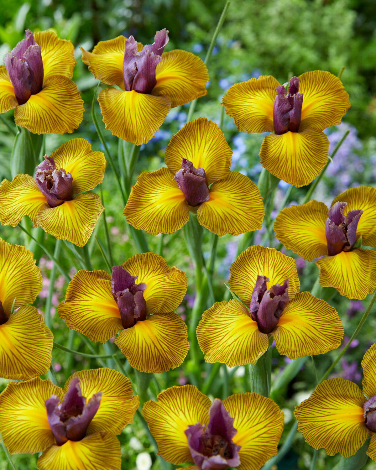 Dutch Iris 'Picasso' Bulbs | Buy violet|mauve irises online at Farmer ...