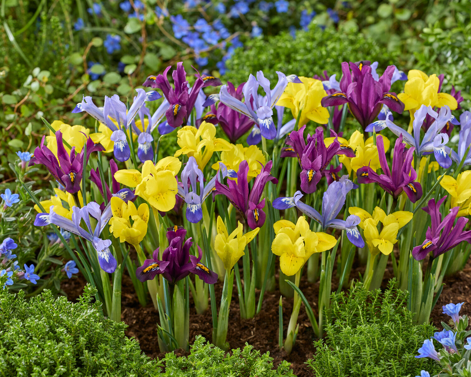 Iris 'Dwarf Mix' (Iris reticulata) bulbs — Buy mixed dwarf irises ...