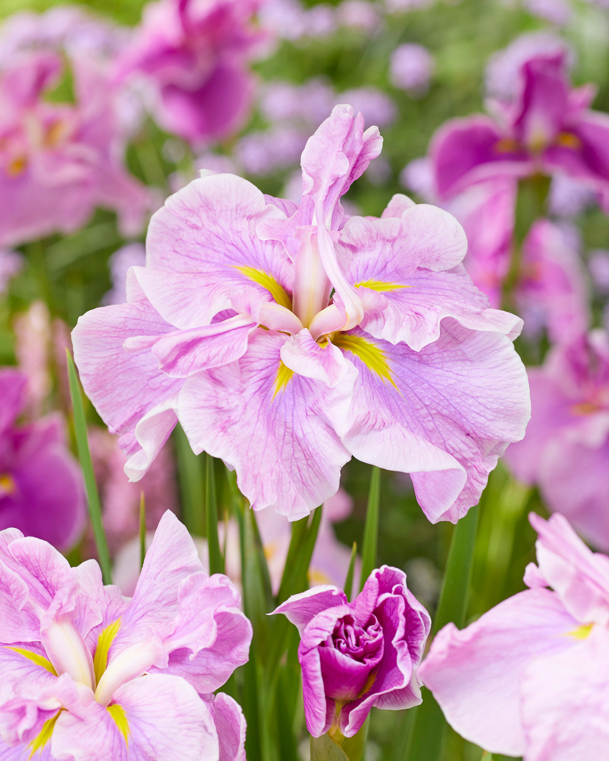 Iris ensata 'Tub Tim Grob' bare roots — Buy Japanese water iris online ...