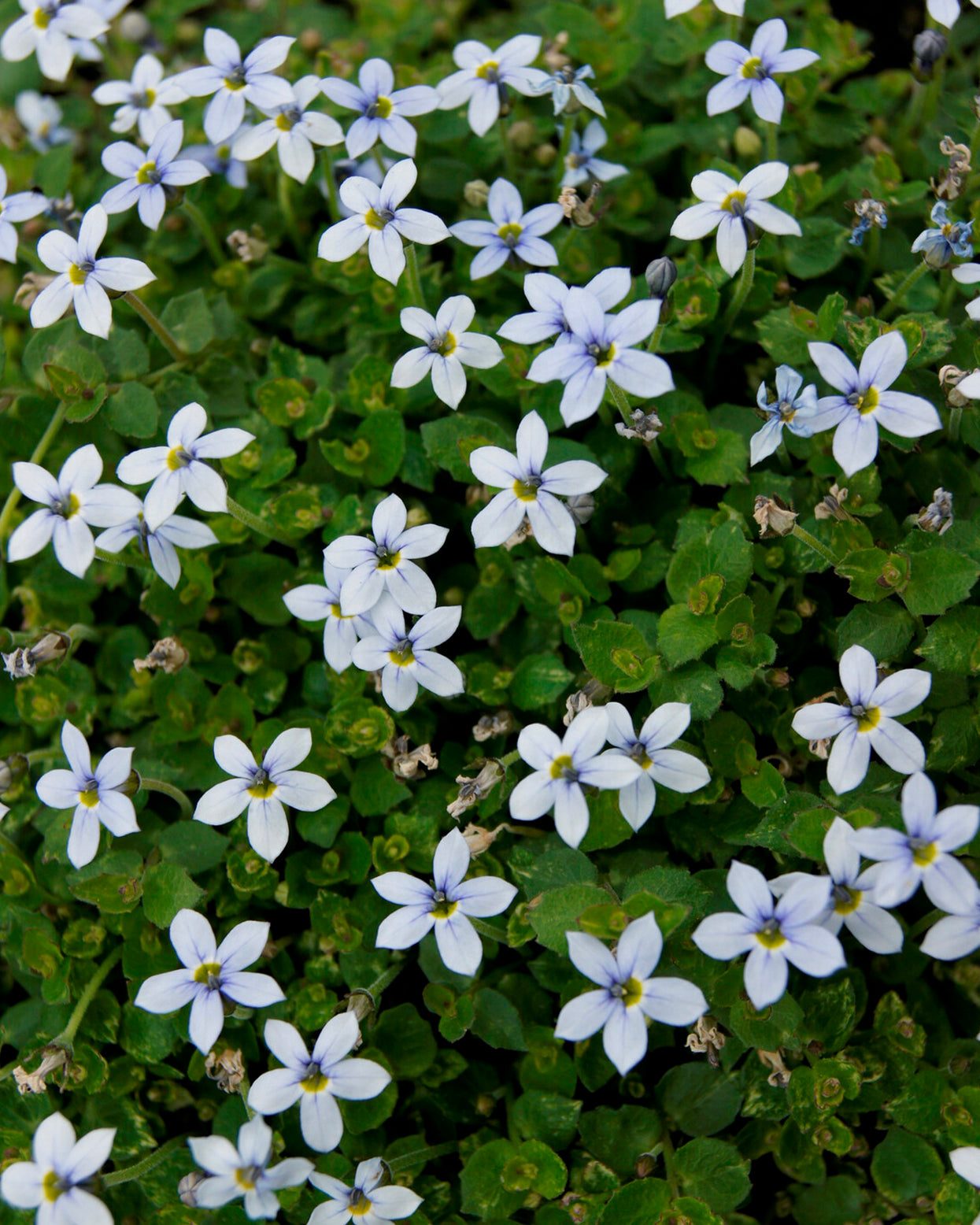 Isotoma fluviatilis 'White' (white star creeper) — Buy online at Farmer ...