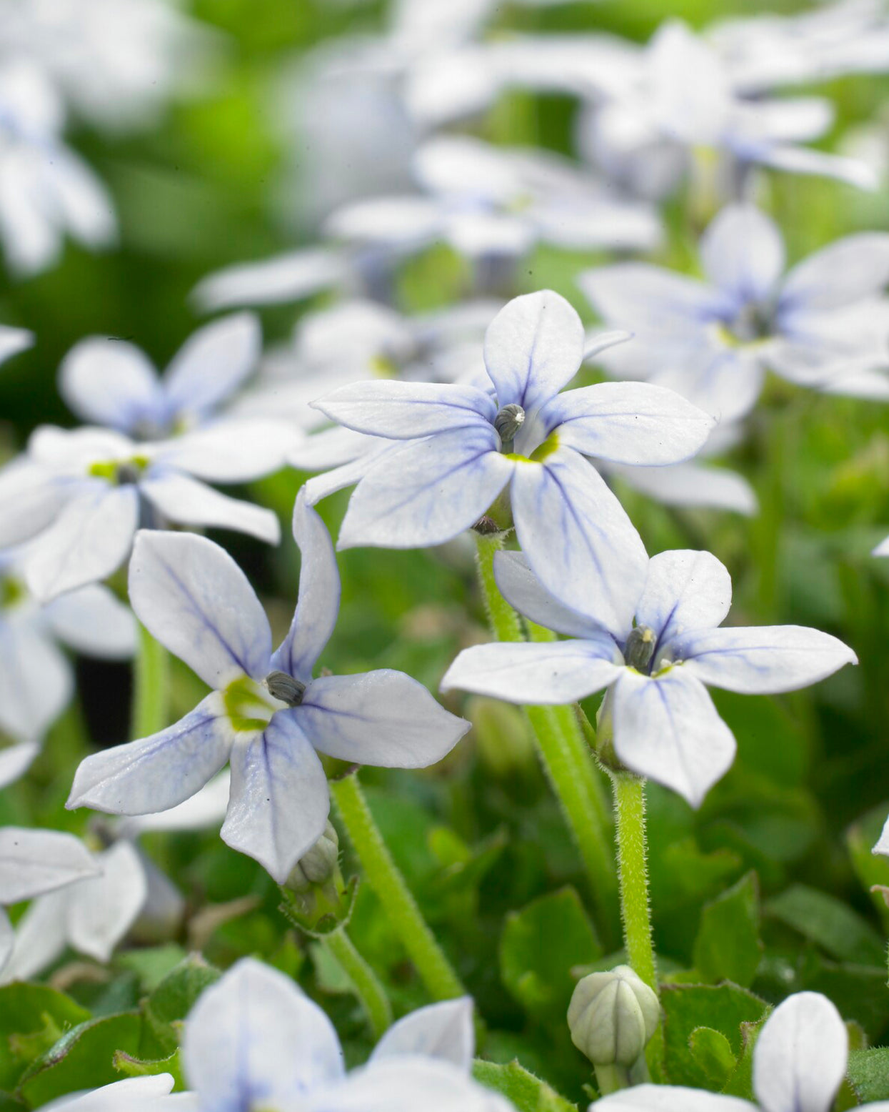 Isotoma fluviatilis 'White' (white star creeper) — Buy online at Farmer ...