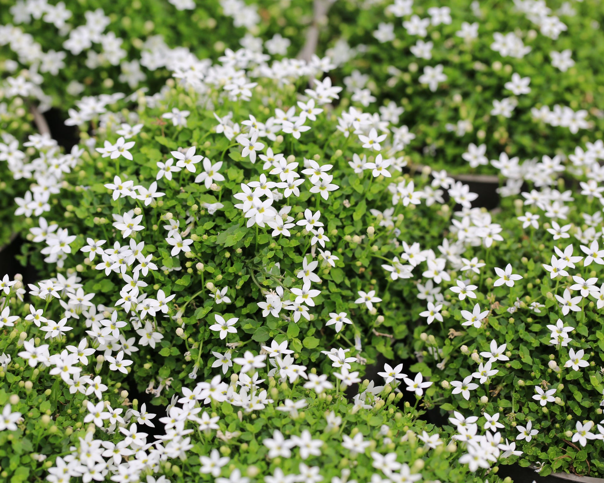 Isotoma fluviatilis 'White' (white star creeper) — Buy online at Farmer ...