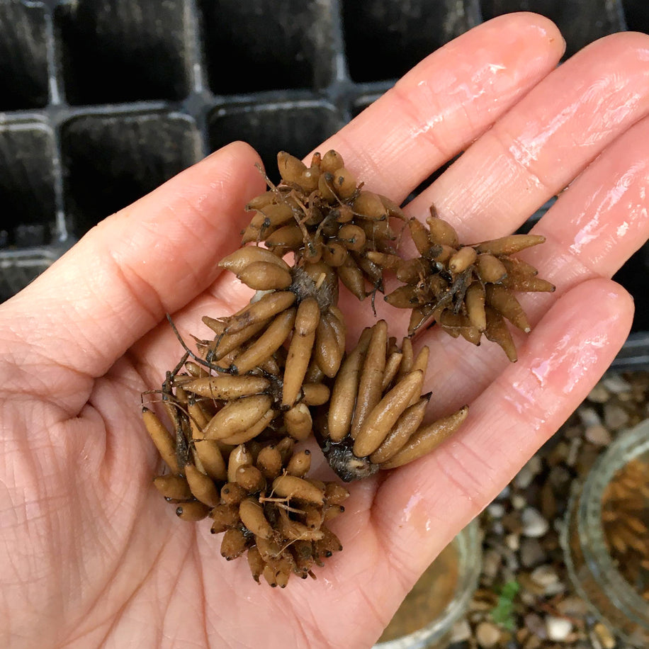 Italian Ranunculus 'Elegance® Cioccolato' — Buy brown ranunculi online ...