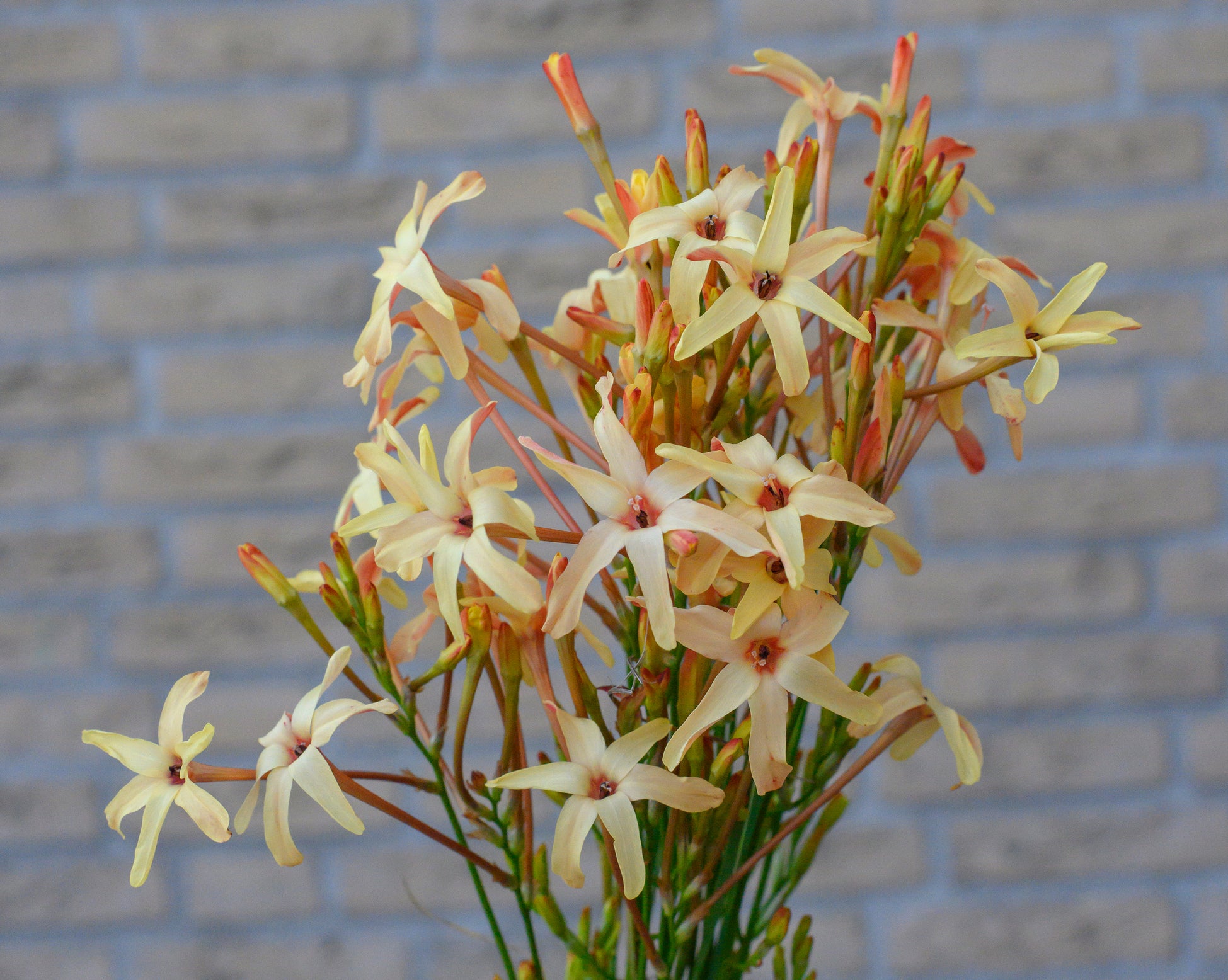 Ixia paniculata 'Eos' bulbs — Buy apricot corn lilies online at Farmer ...