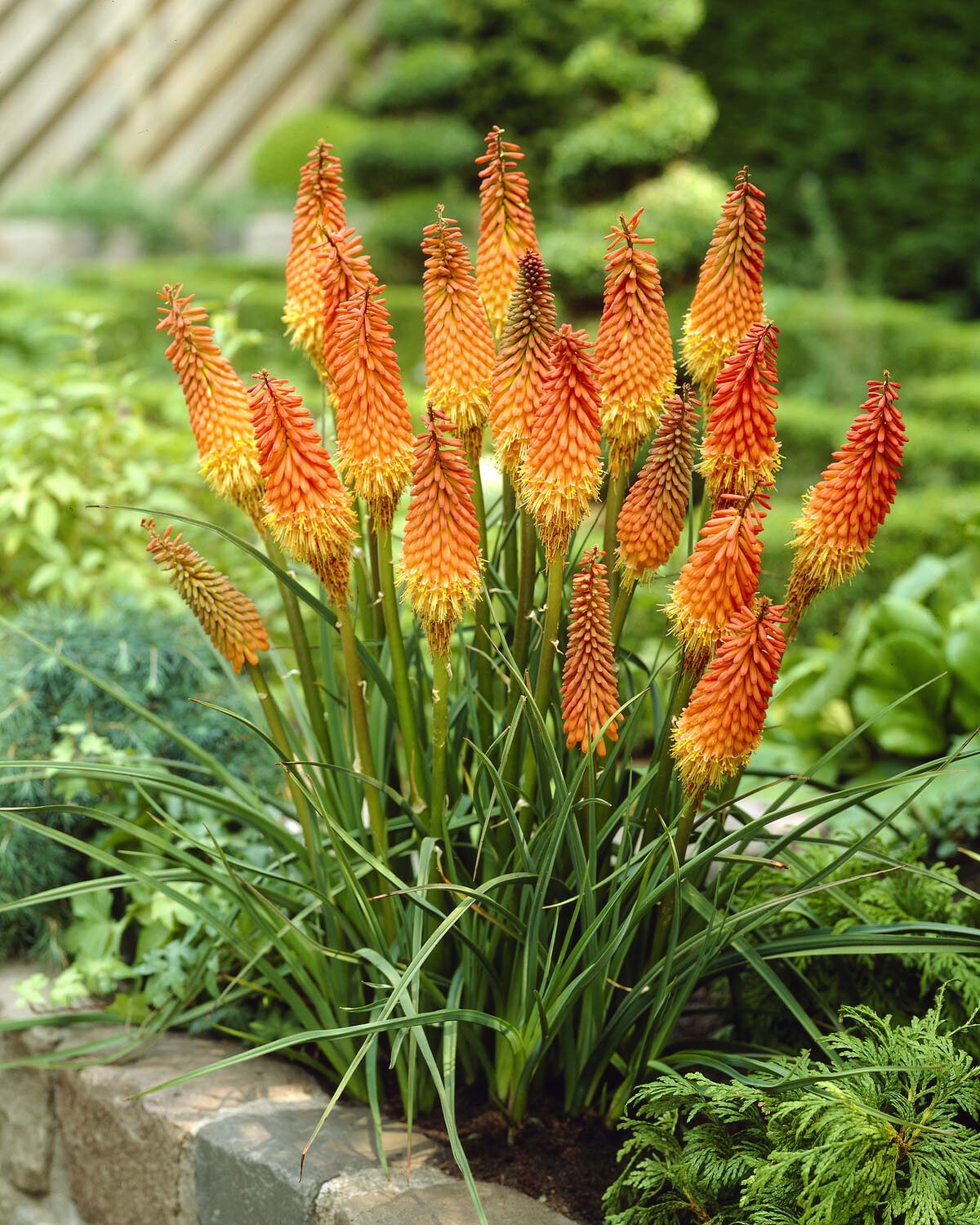 Kniphofia 'Alcazar' bare roots | Buy 'Red Hot Poker' roots online at ...