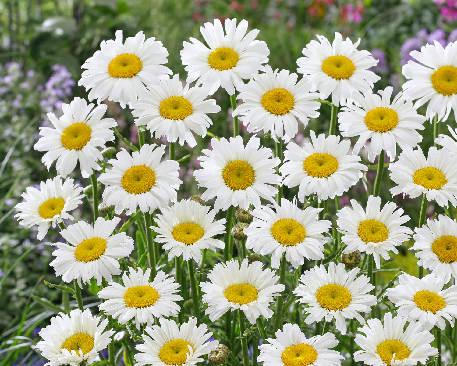 Leucanthemum × superbum 'Diamond Supreme' bare roots | Buy Shasta ...