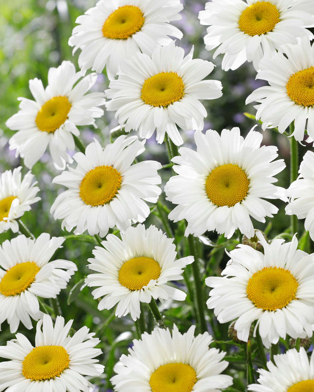 Leucanthemum × superbum 'Diamond Supreme' bare roots | Buy Shasta ...