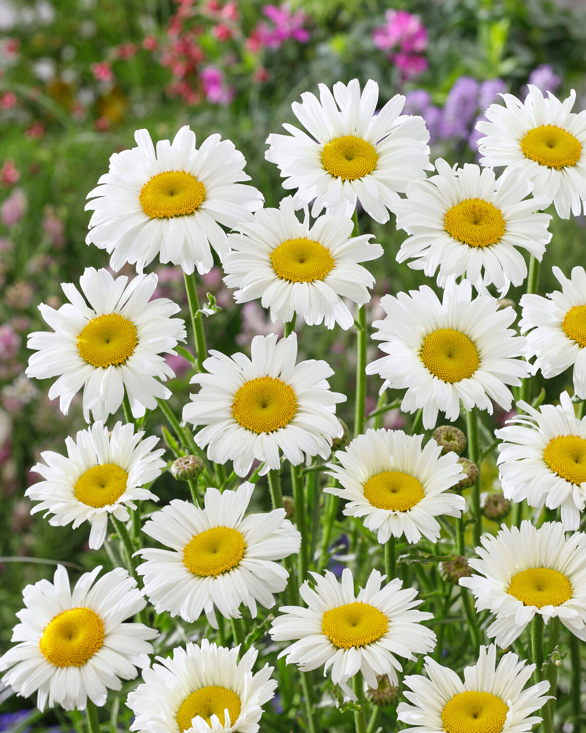 Leucanthemum × superbum 'Diamond Supreme' bare roots — Buy Shasta ...