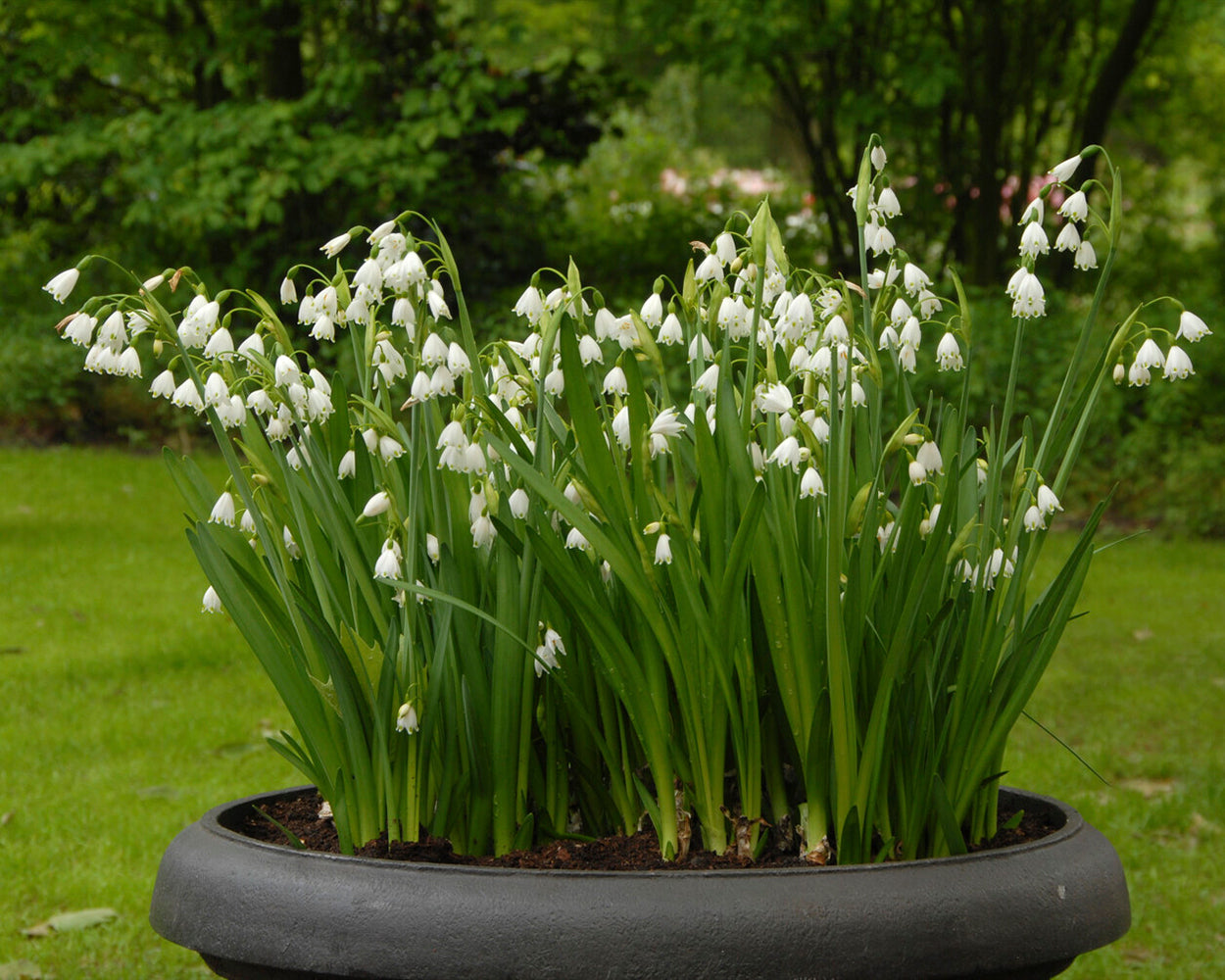 Leucojum 'Gravetye Giant' (forcing bulbs) — Giant snowflake bulbs for ...