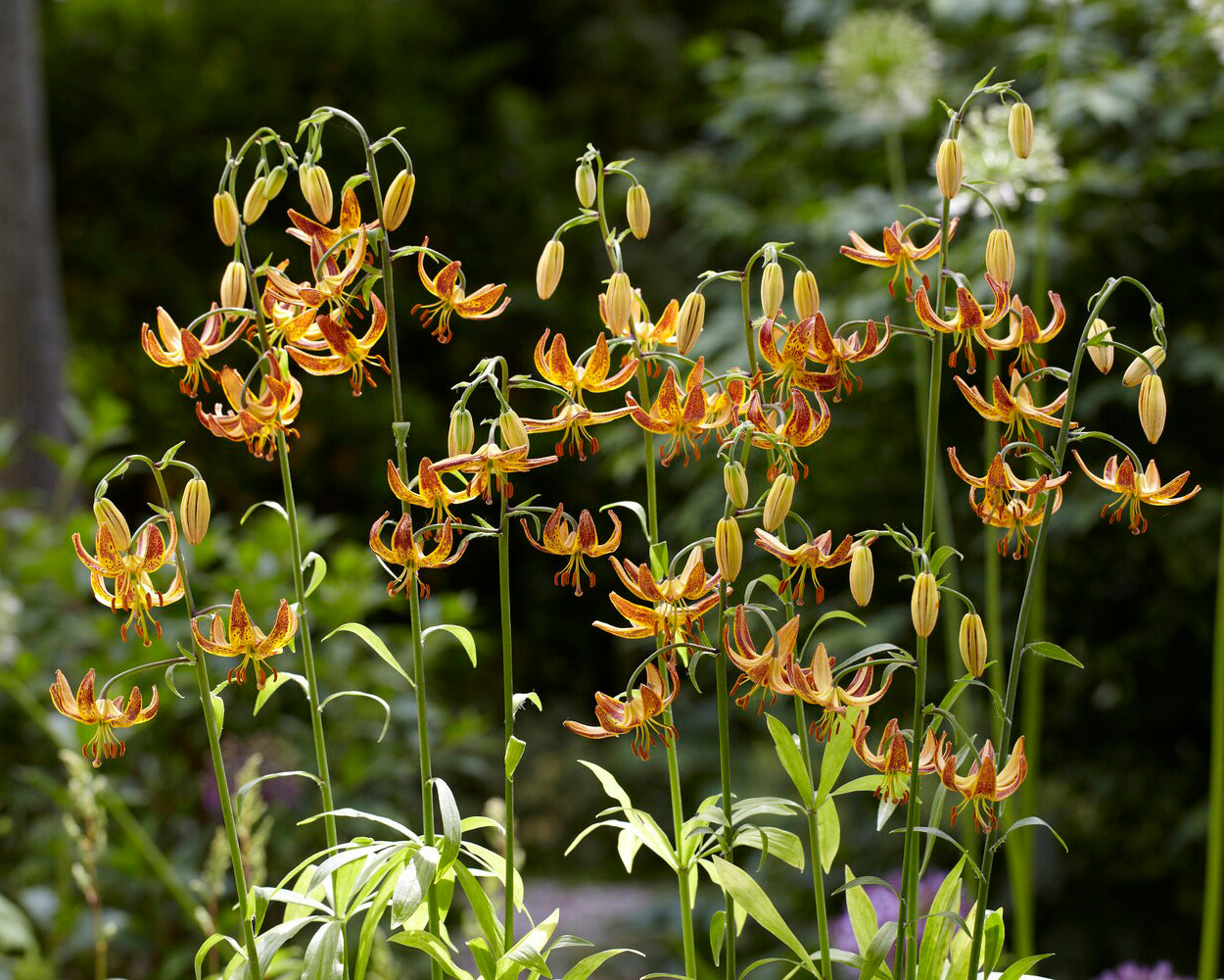 Lily martagon 'Sunny Morning' bulbs | Buy Turk's cap lilies online at ...