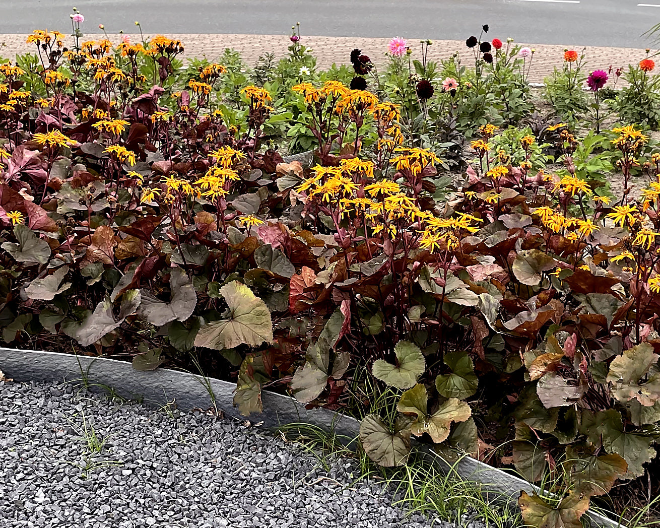 Ligularia dentata 'Pandora' bare roots | Buy Leopard plants online at ...
