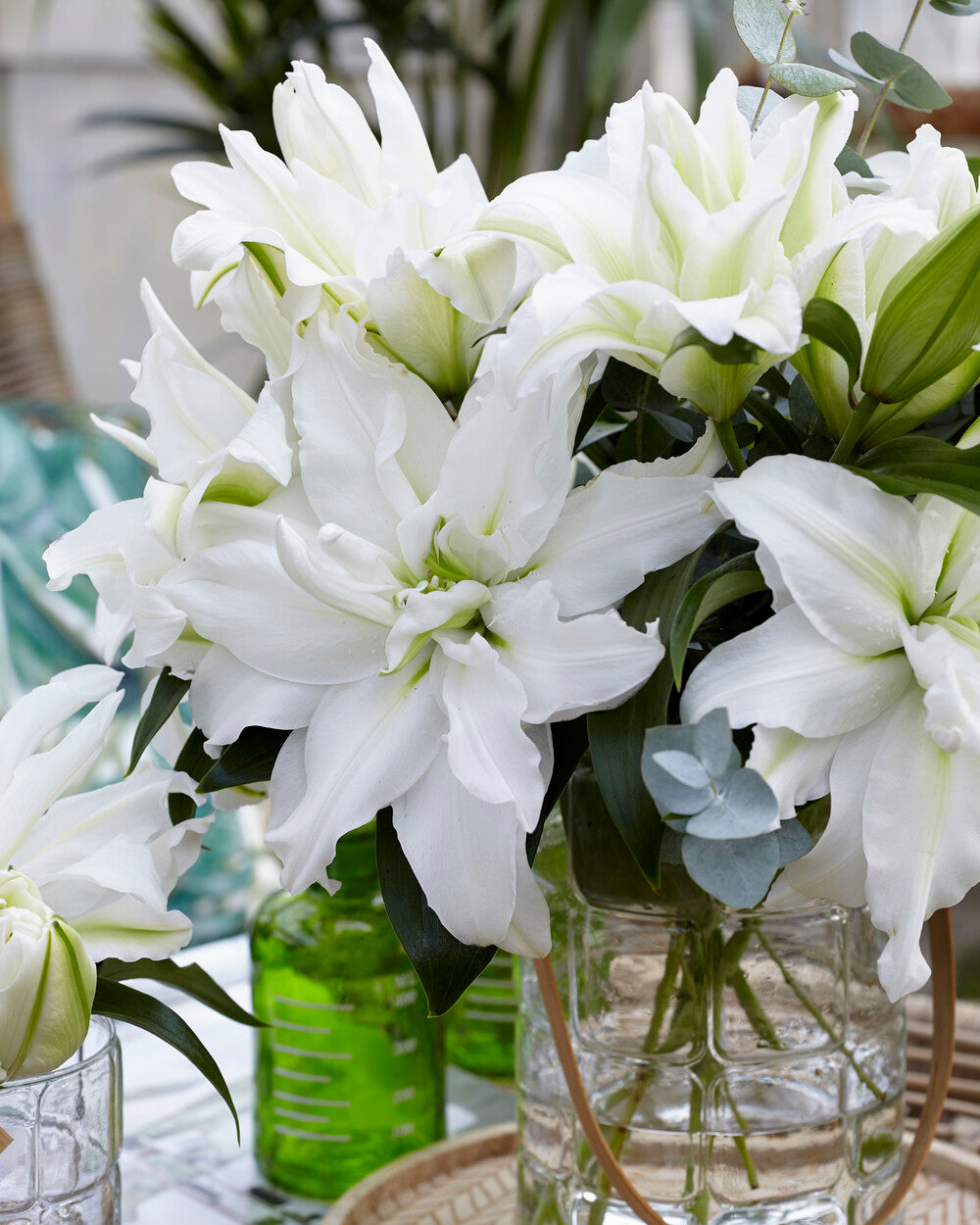 Lily 'Roselily Aisha' bulbs | Buy white double lilies online at Farmer ...