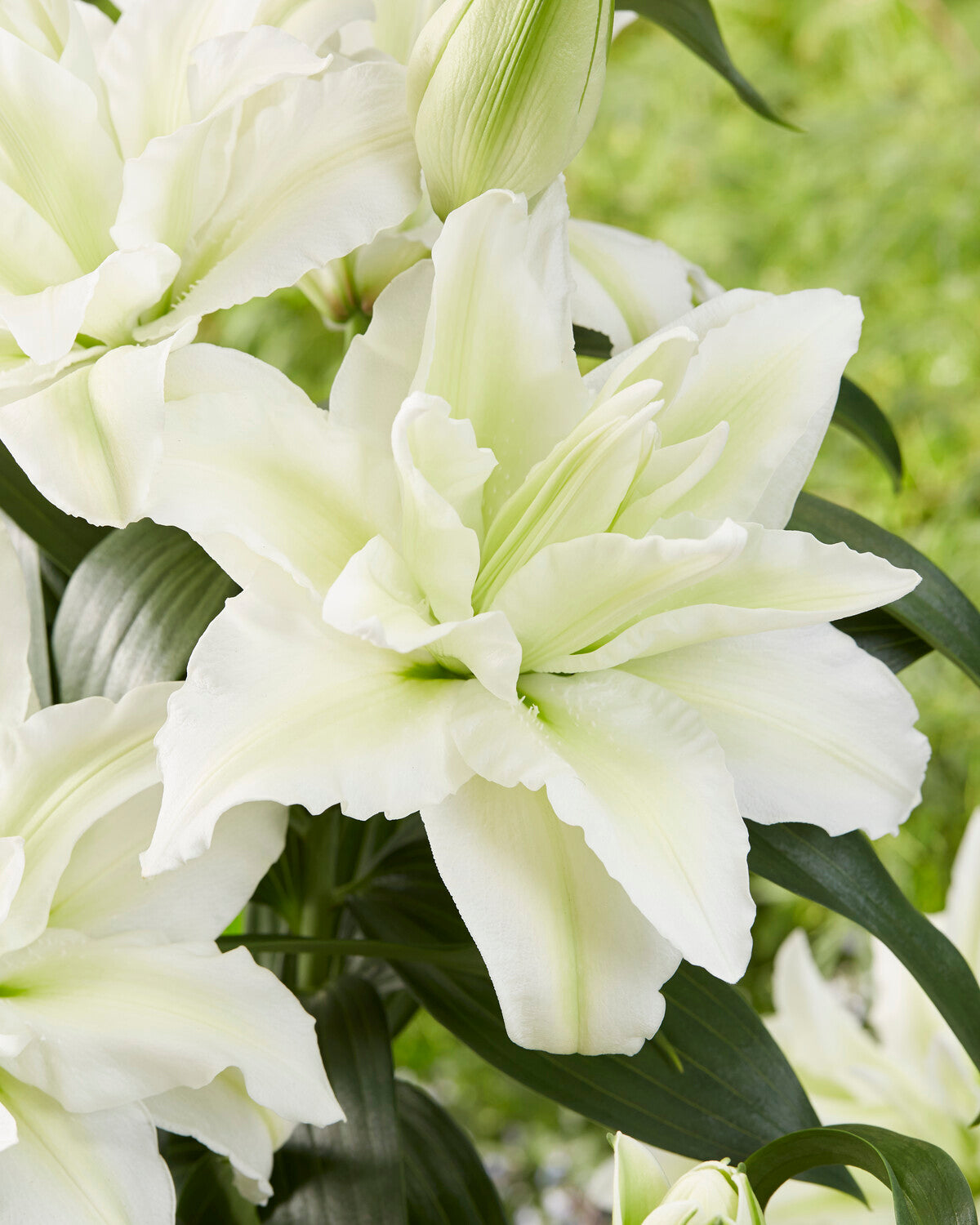 Lily 'Roselily Aisha' bulbs | Buy white double lilies online at Farmer ...
