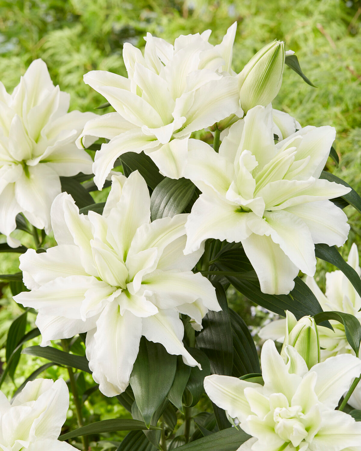 Lily 'Roselily Aisha' bulbs | Buy white double lilies online at Farmer ...