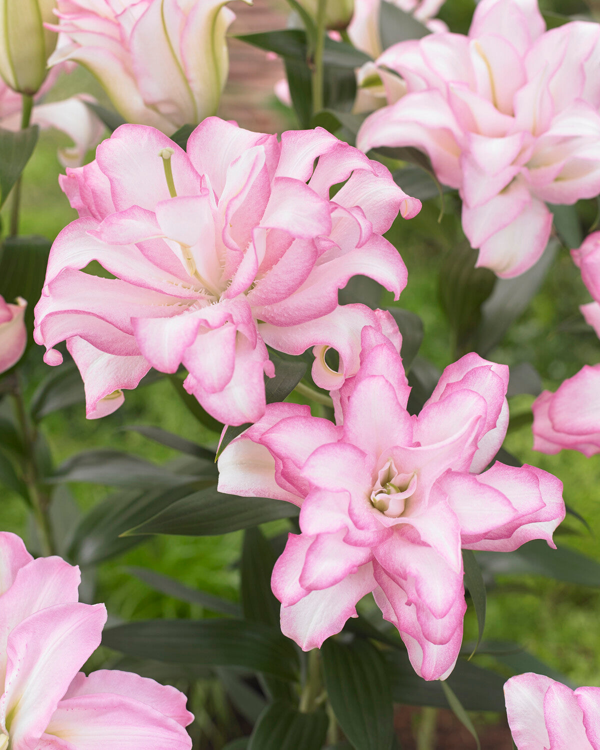 Lily 'Roselily Anouska' bulbs | Buy double lilies online at Farmer Gracy UK