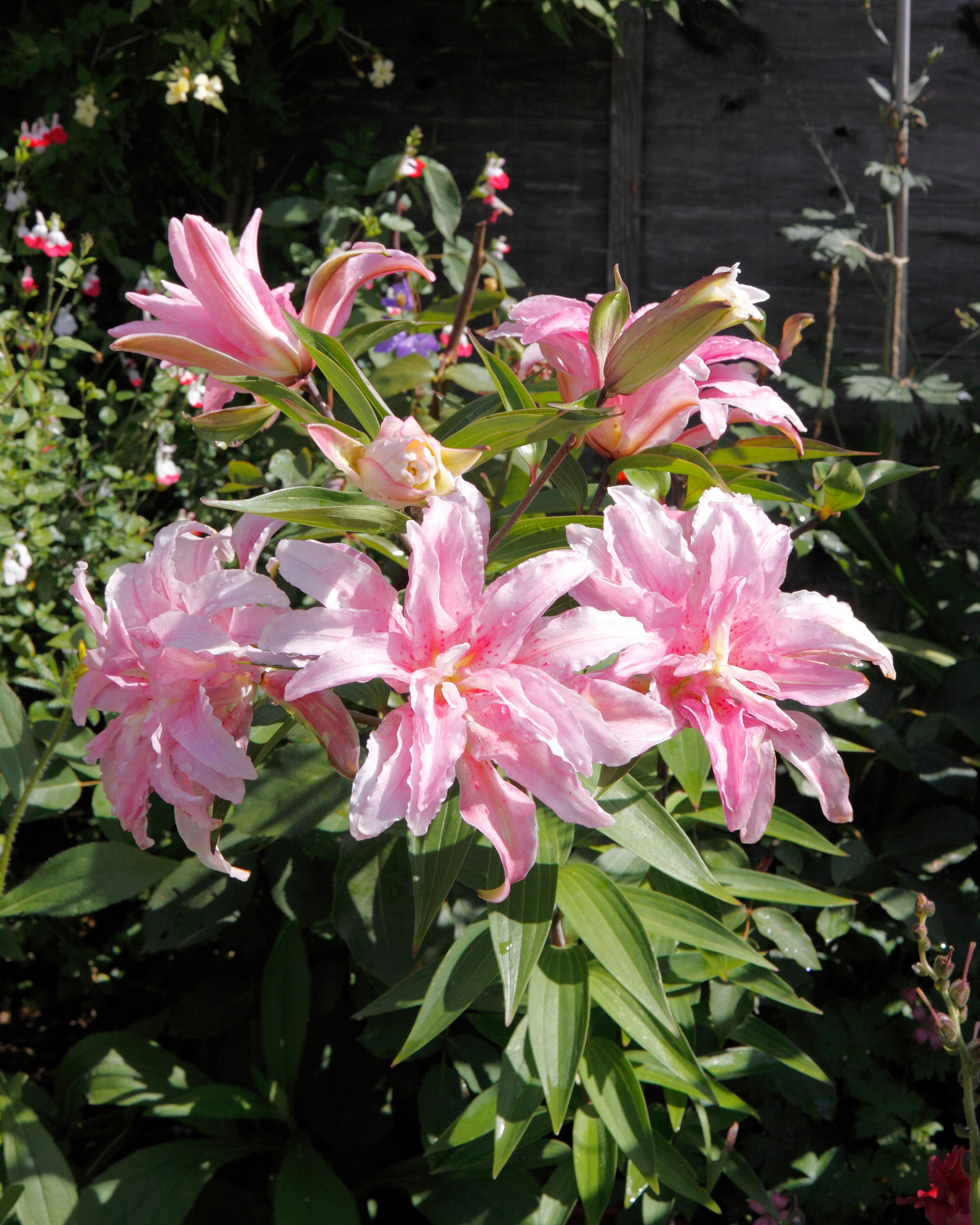 Lily 'Broken Heart' bulbs | Buy pink double lilies online at Farmer ...