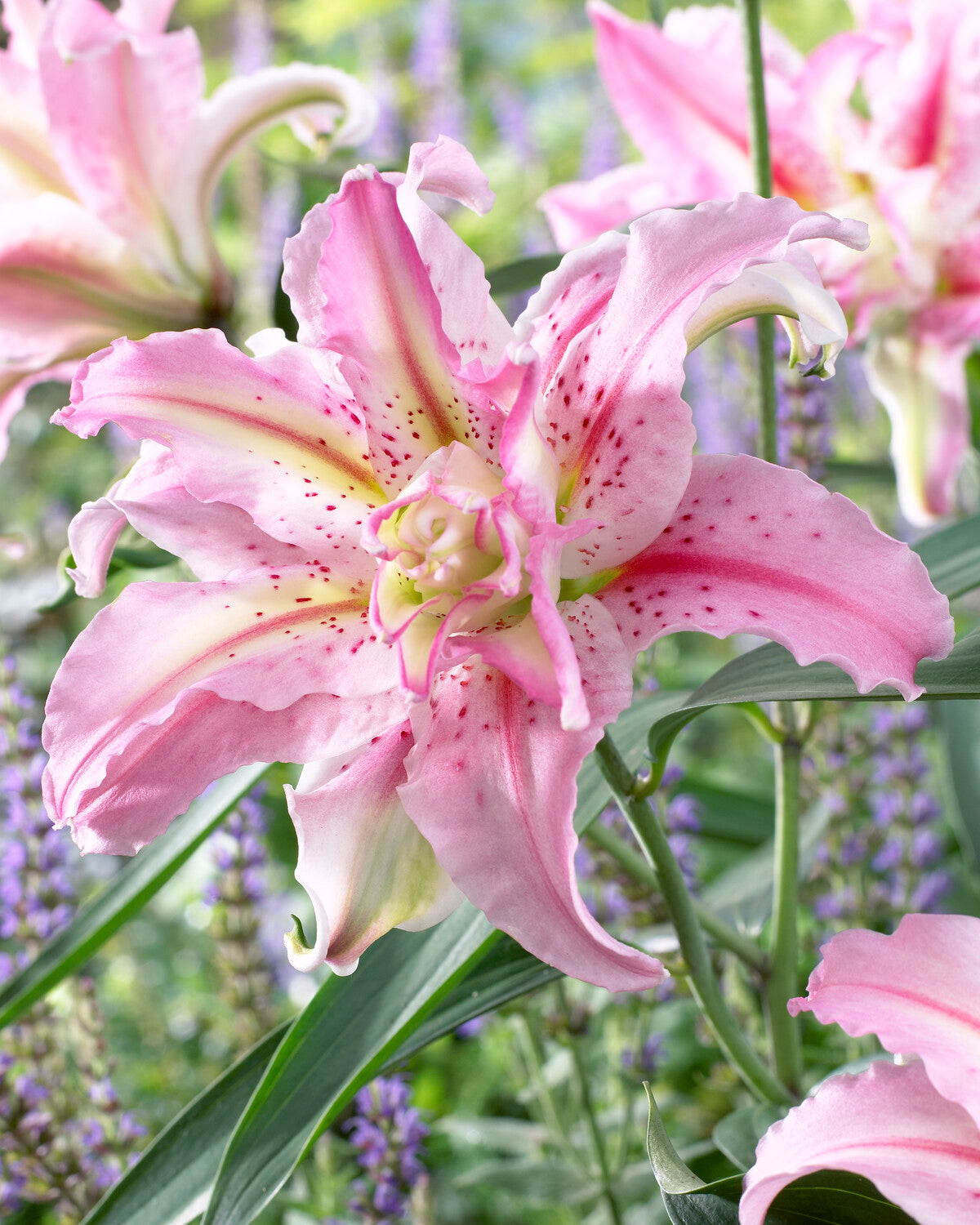Lily 'Broken Heart' bulbs — Buy pink double lilies online at Farmer ...