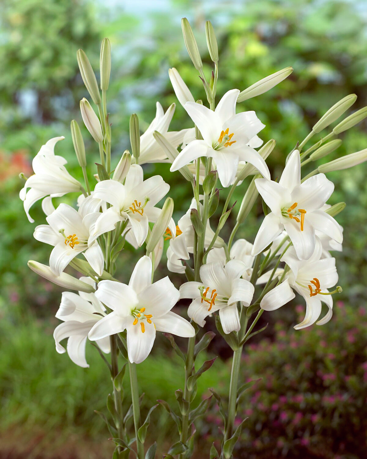 Lilium candidum (Madonna lily) bulbs | Buy online at Farmer Gracy UK
