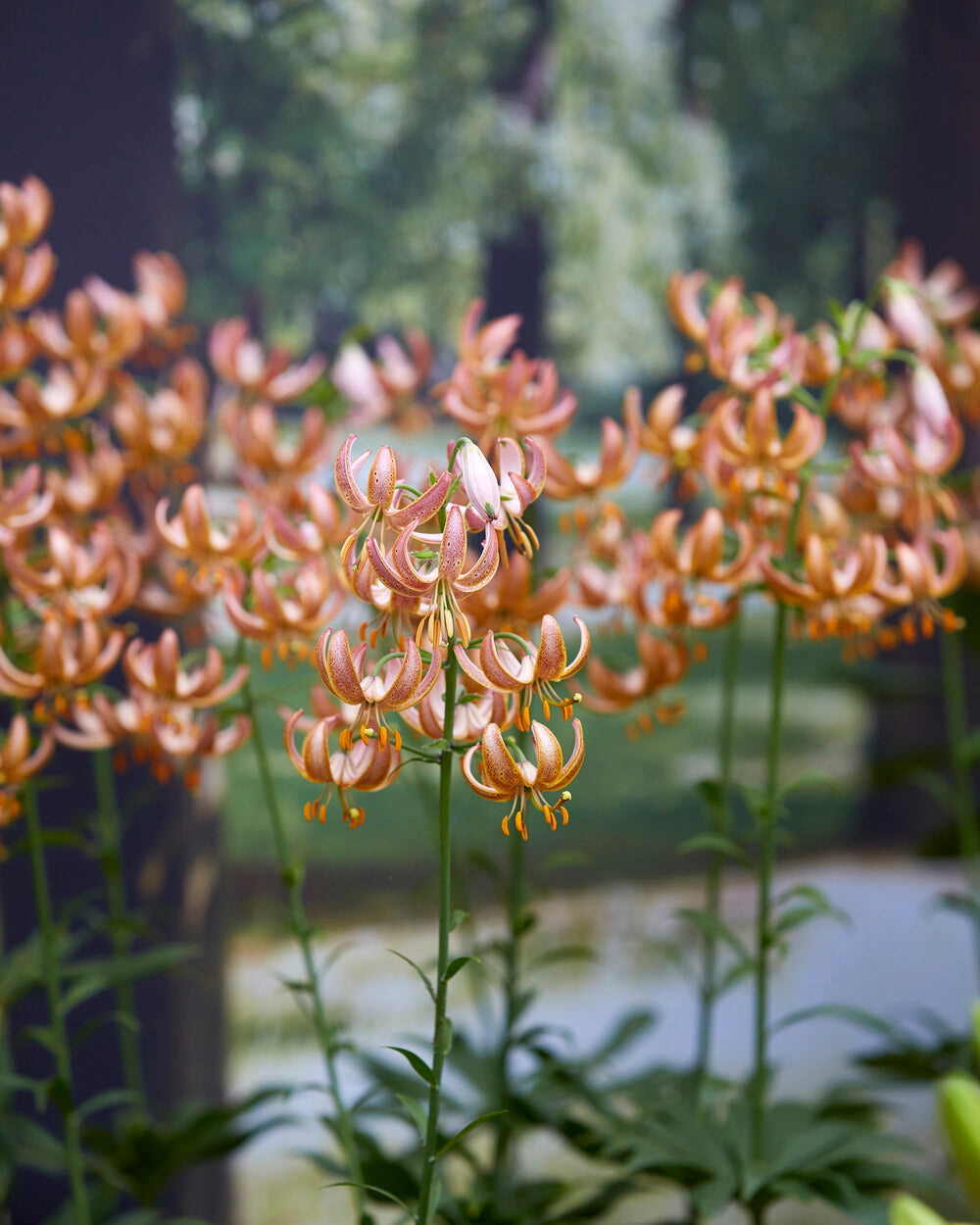 Lilium martagon 'Fairy Morning' bulbs — Buy Turk's cap lilies online at ...