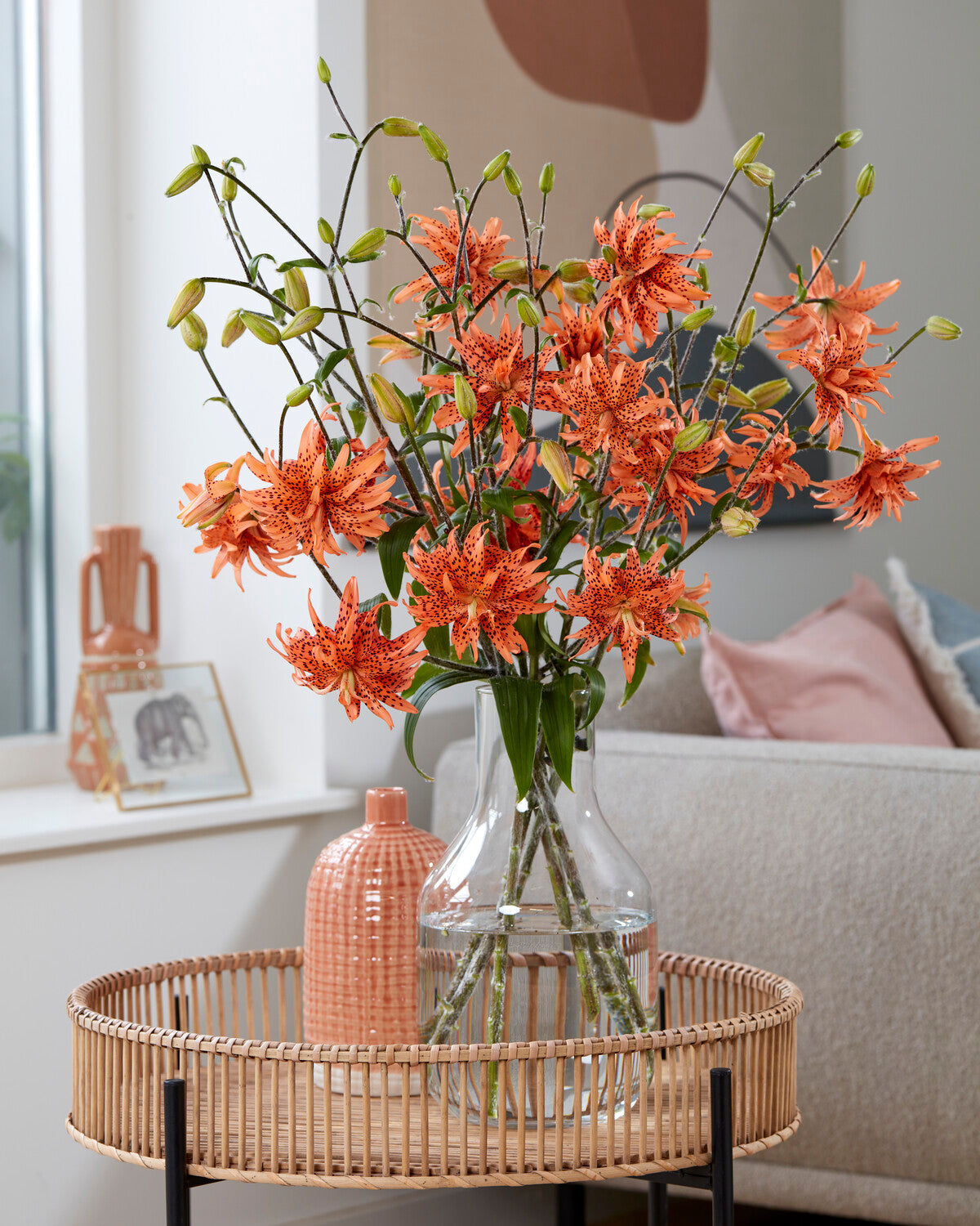 Lilium lancifolium 'Flore Pleno' bulbs | Buy double-flowered tiger ...
