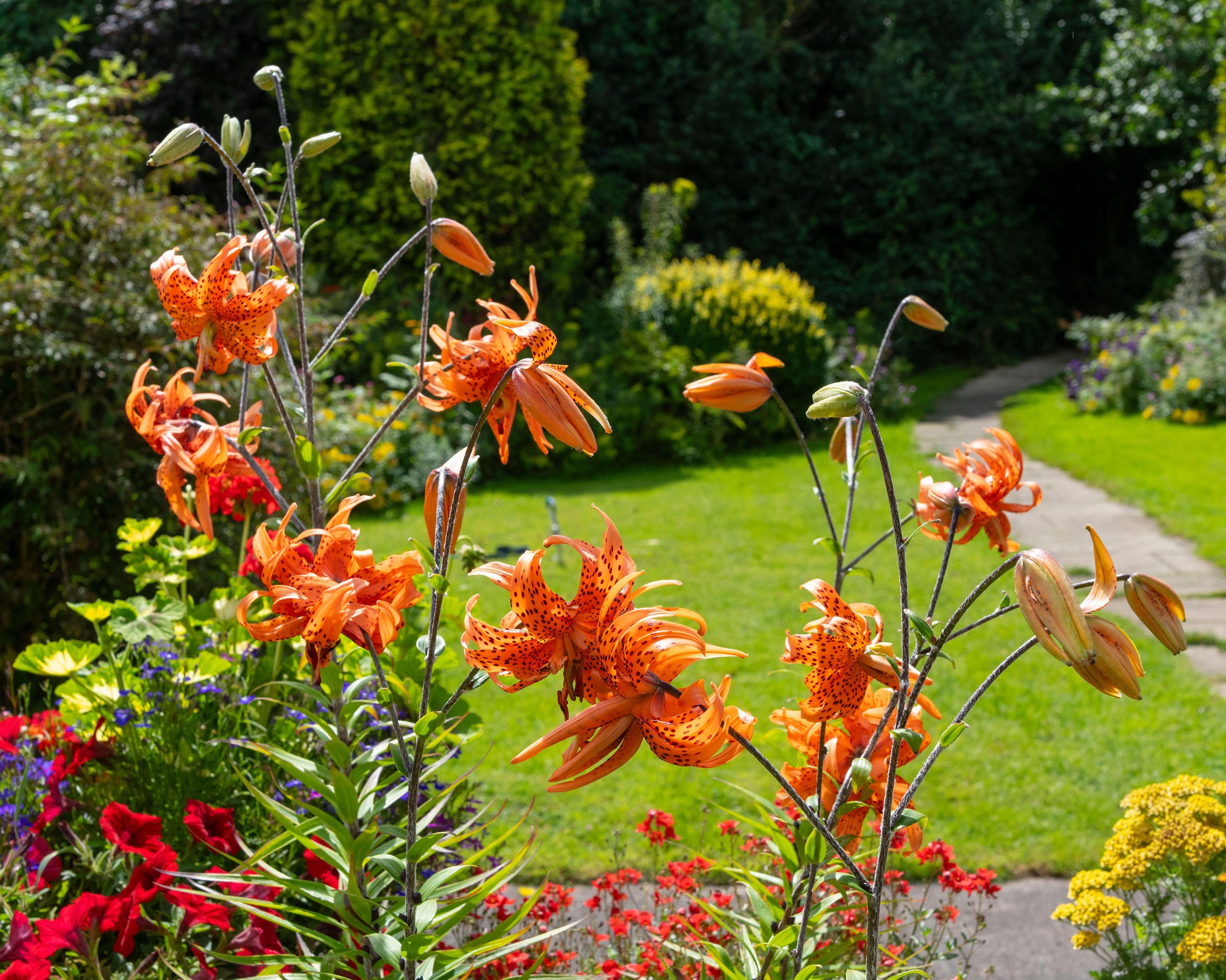 Lilium lancifolium 'Flore Pleno' bulbs | Buy double-flowered tiger ...