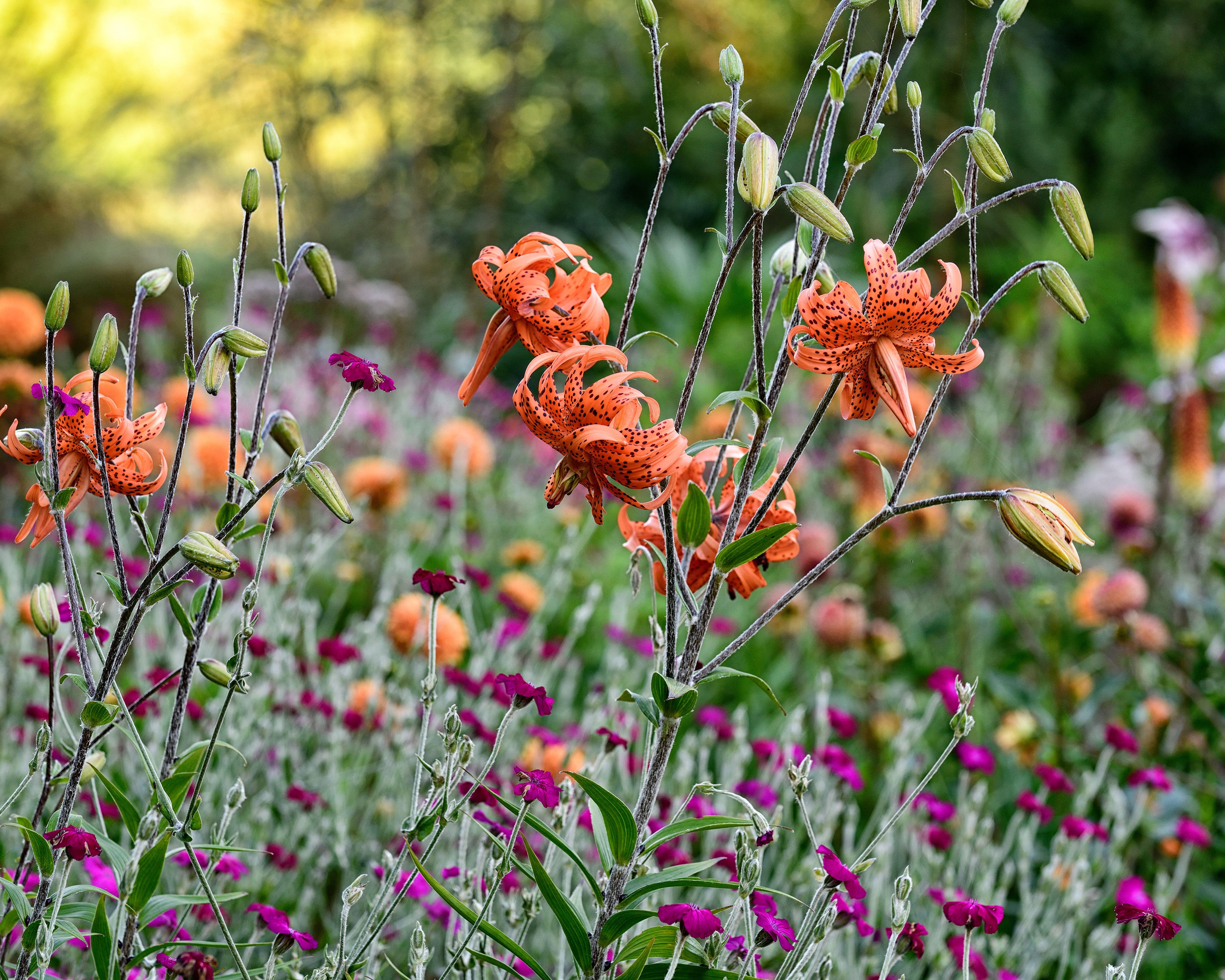Lilium lancifolium 'Flore Pleno' bulbs — Buy double-flowered tiger ...