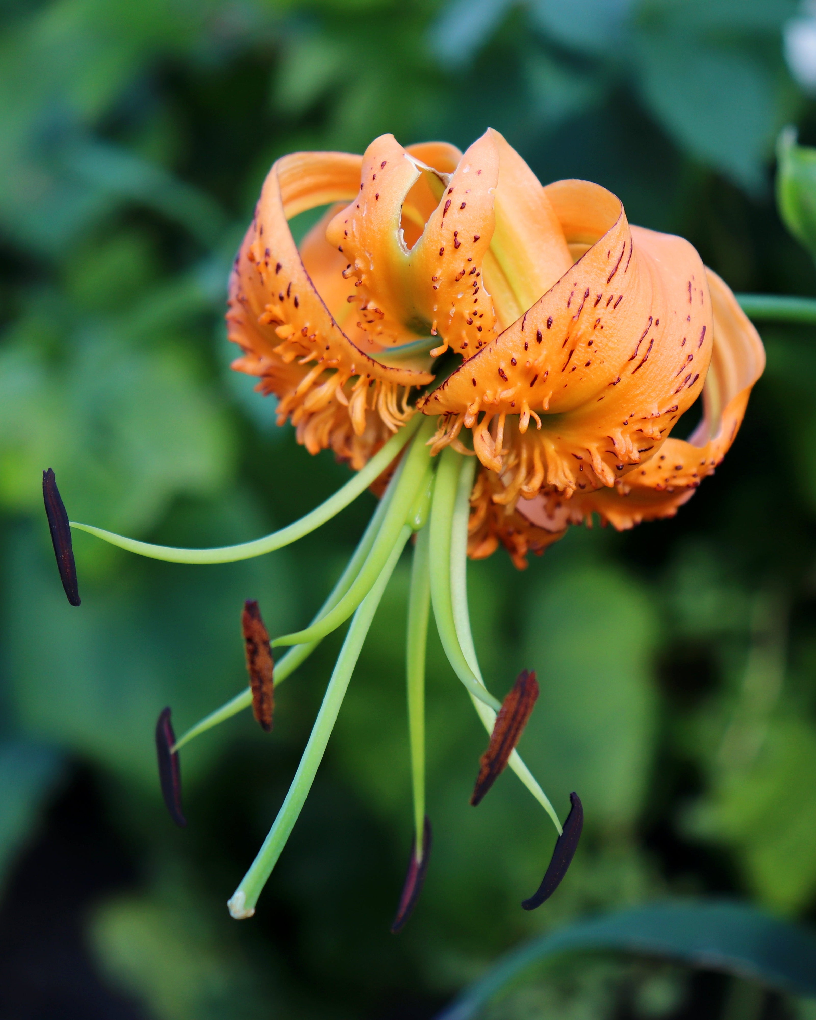 Lilium henryi (Henry's lily) bulbs — Buy online at Farmer Gracy UK