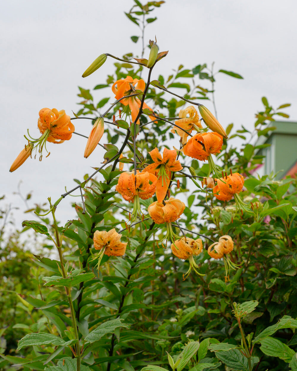 Lilium henryi (Henry's lily) bulbs — Buy online at Farmer Gracy UK
