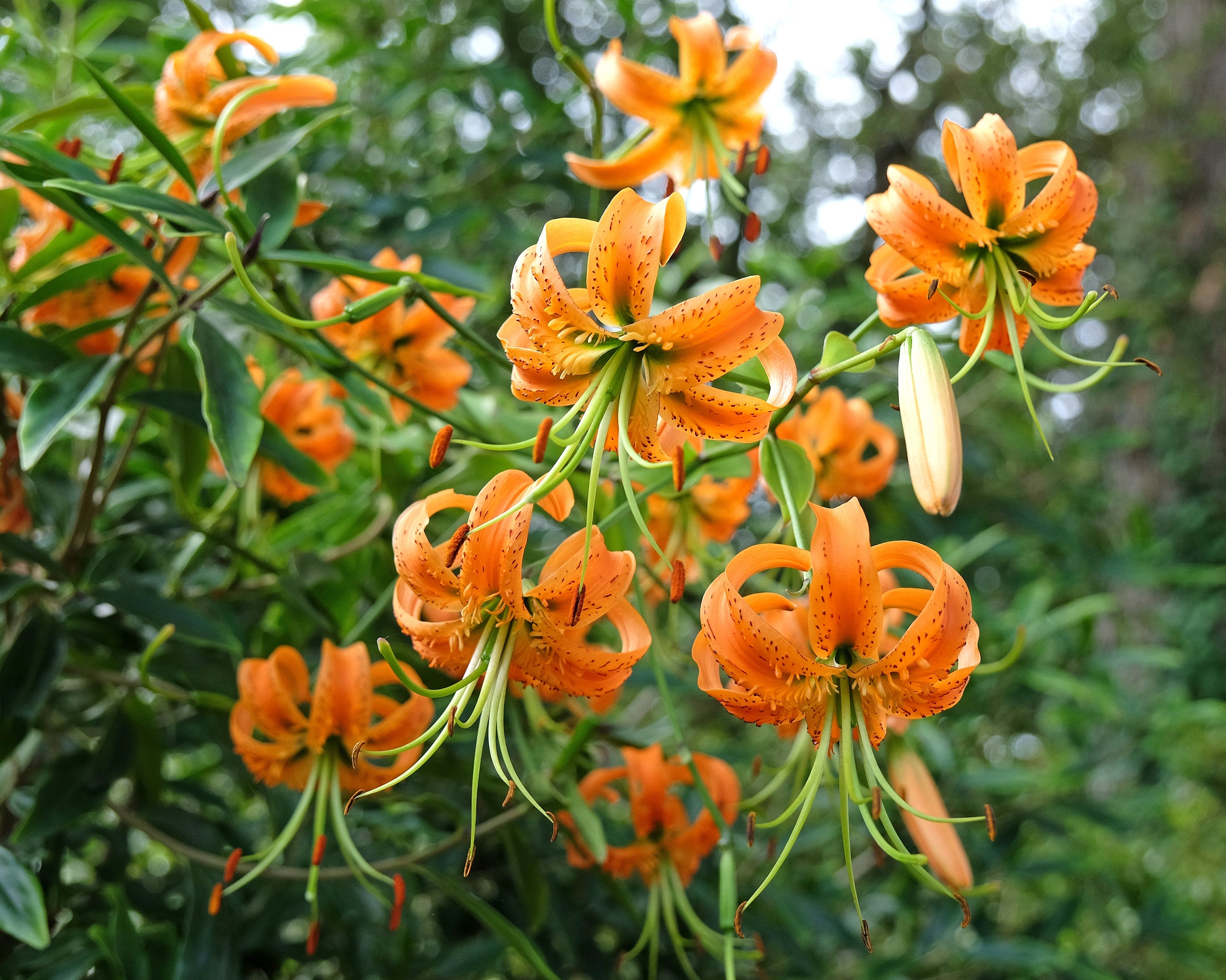 Lilium henryi (Henry's lily) bulbs — Buy online at Farmer Gracy UK