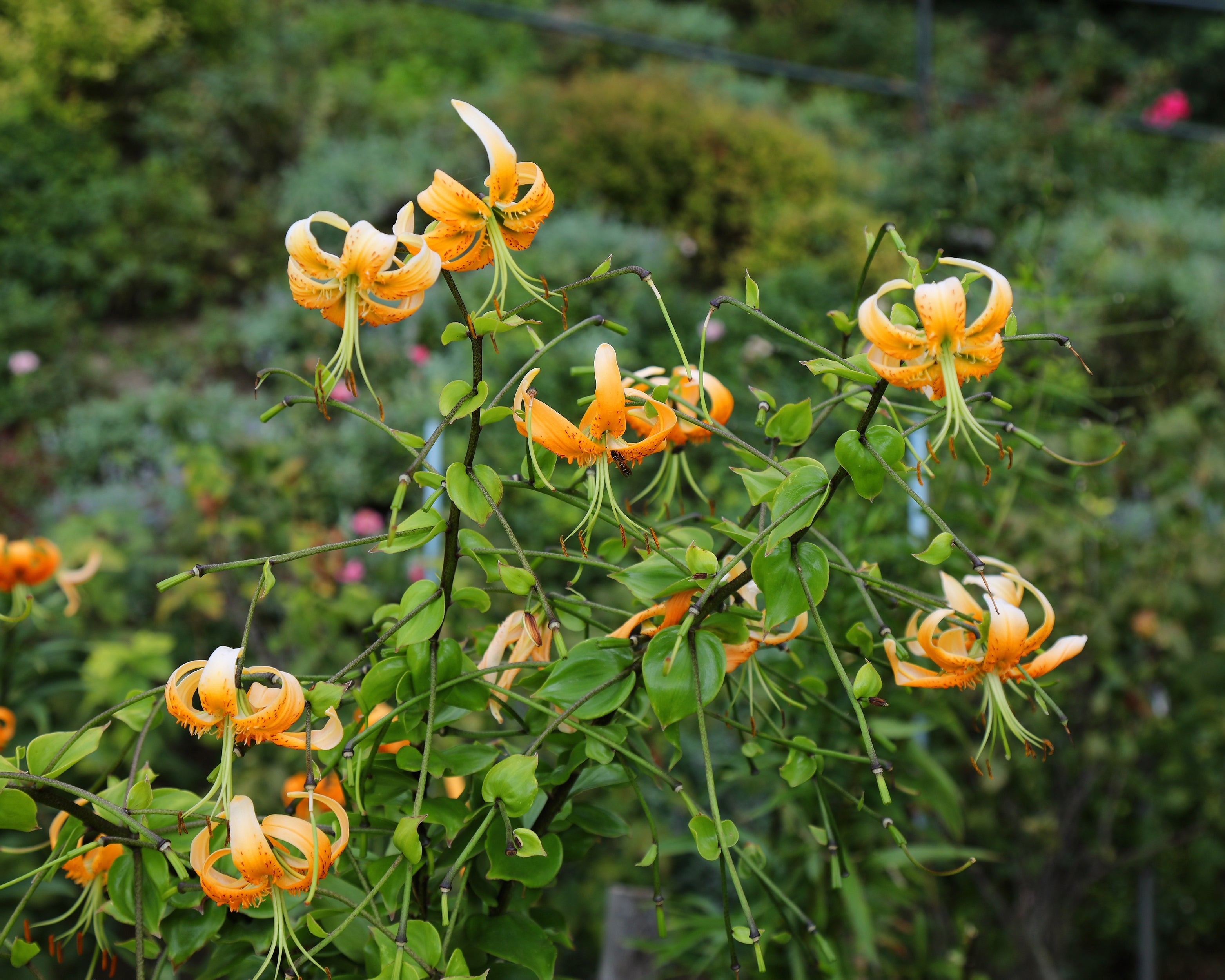 Lilium henryi (Henry's lily) bulbs — Buy online at Farmer Gracy UK