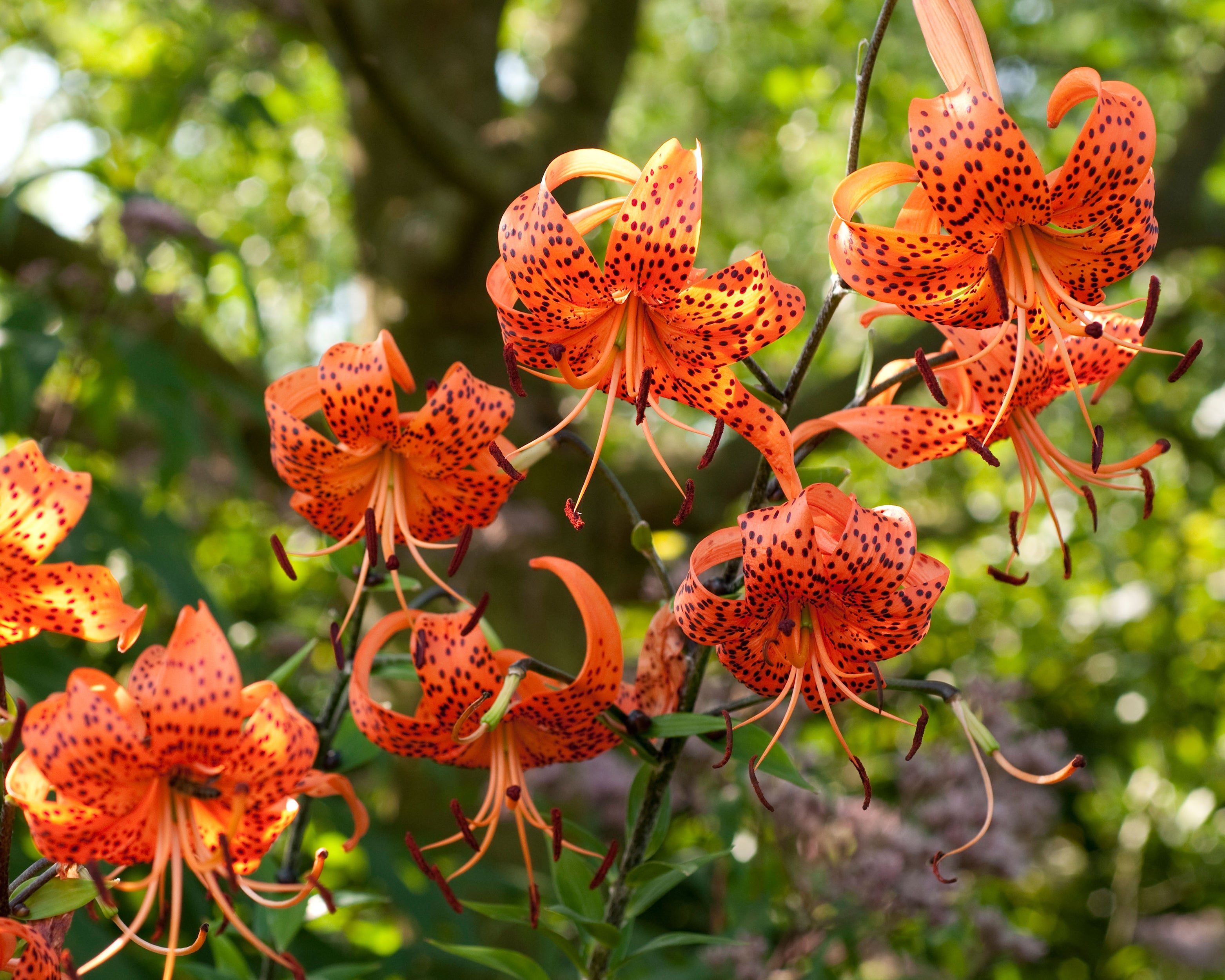 Lilium henryi (Henry's lily) bulbs — Buy online at Farmer Gracy UK